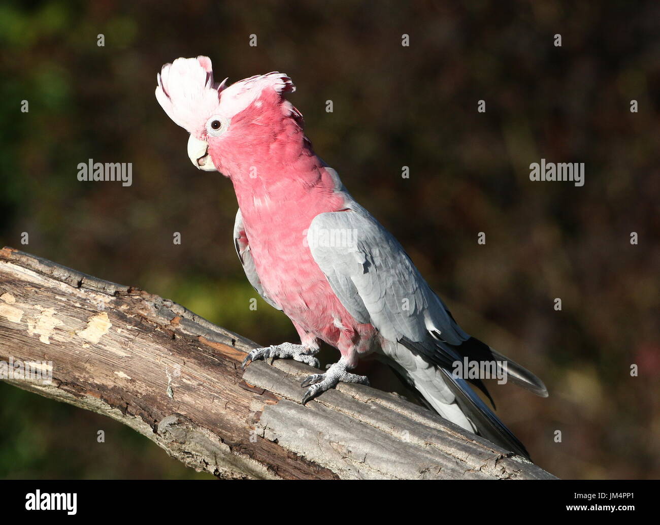 Galah cockatoo hi-res stock photography and images - Alamy