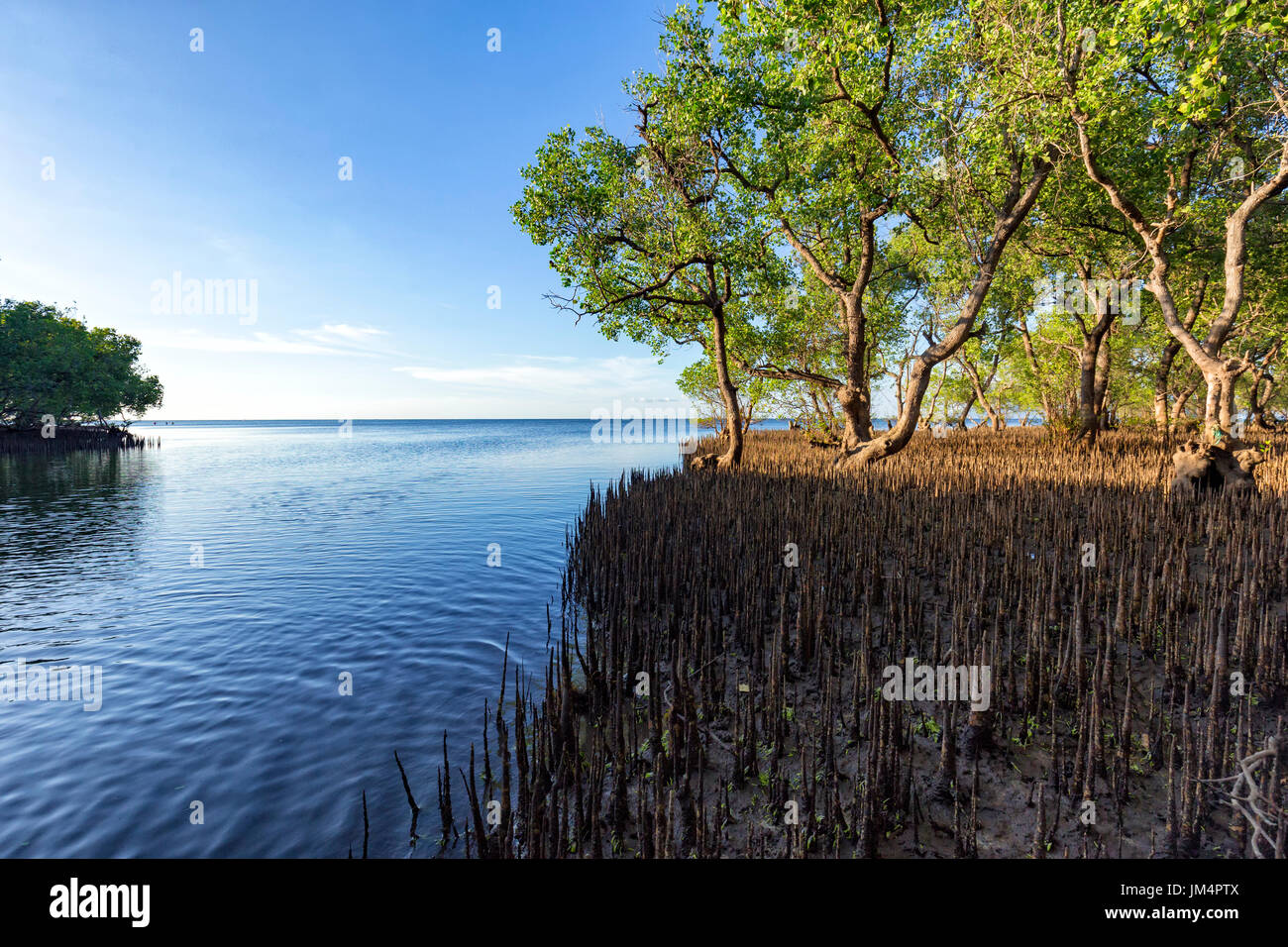 Forest river flows sea hi-res stock photography and images - Alamy