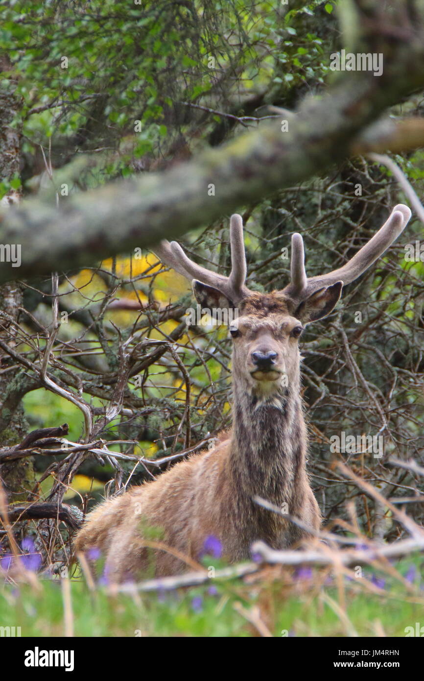 Wild red deer ( Cervus elaphus) the banks of the Helmsdale river in ...