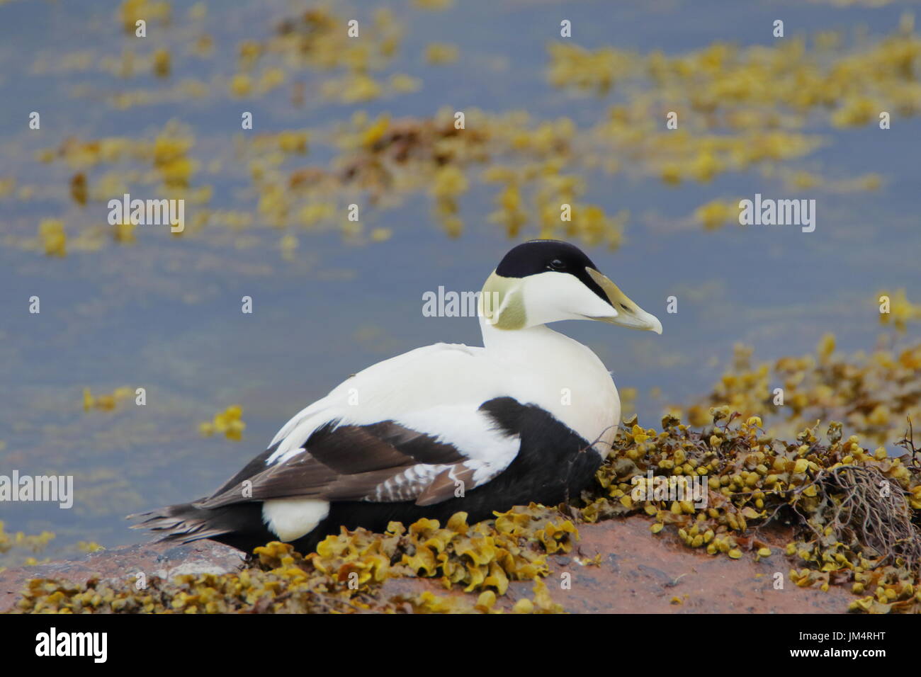 Male Eider duck on Loch Fleet in Sutherland; Scotland. UK Stock Photo ...