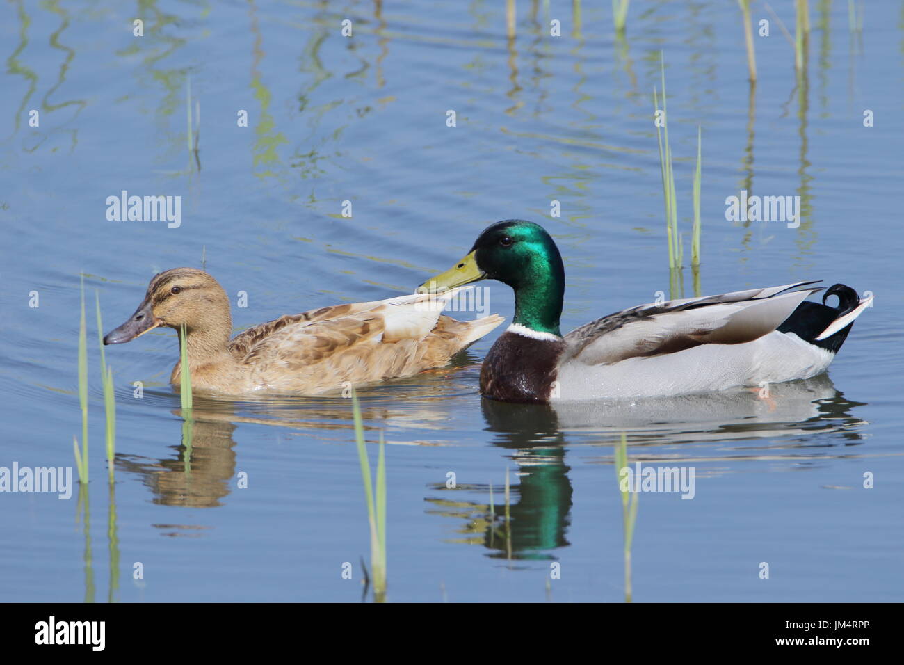 Male and female Mallards at RSPB Titchwell Marsh; UK Stock Photo - Alamy