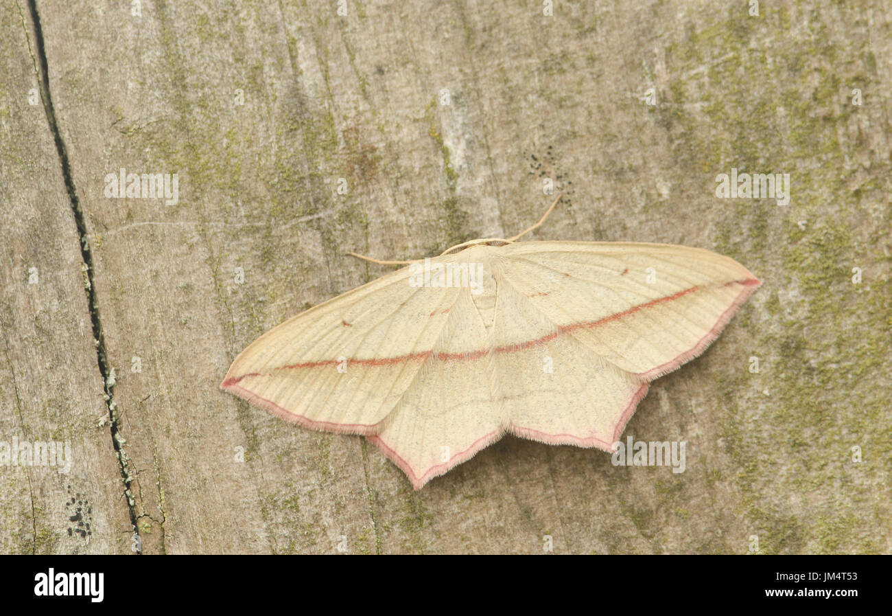 Blood vein moth hi-res stock photography and images - Alamy