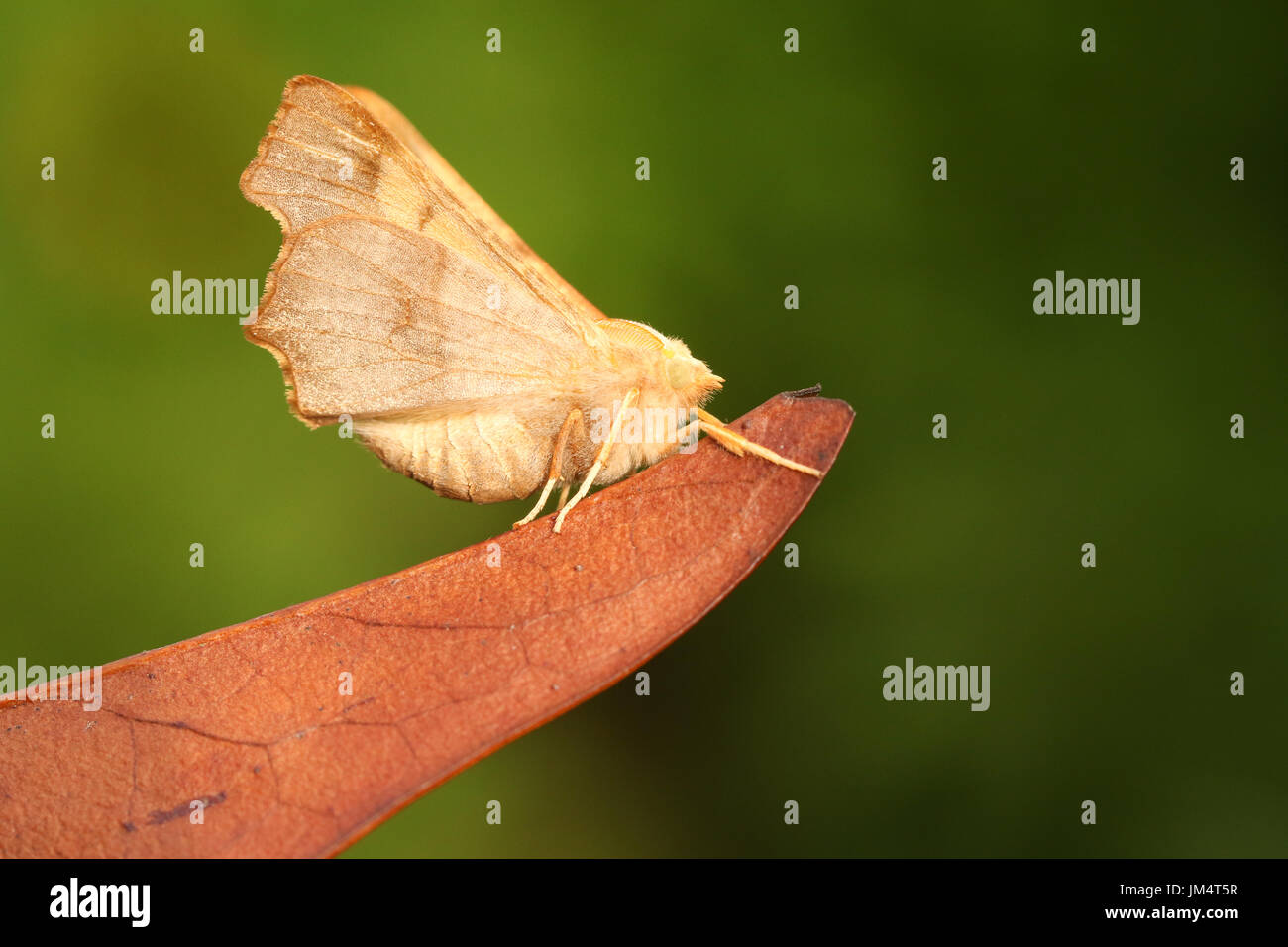 A pretty Dusky Thorn Moth (Ennomos fuscantaria) perched on a leaf Stock ...