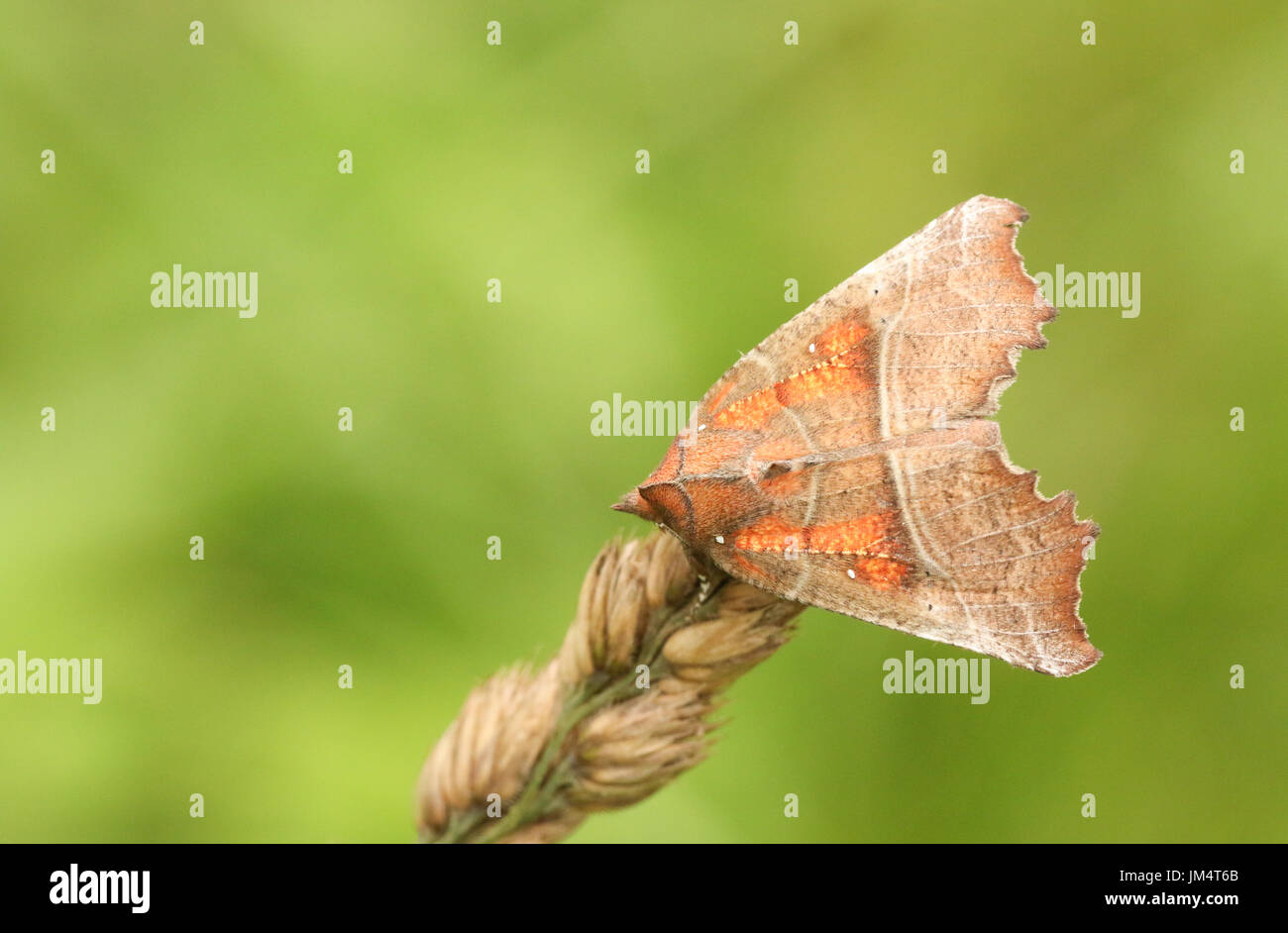 Herald moth hi-res stock photography and images - Alamy