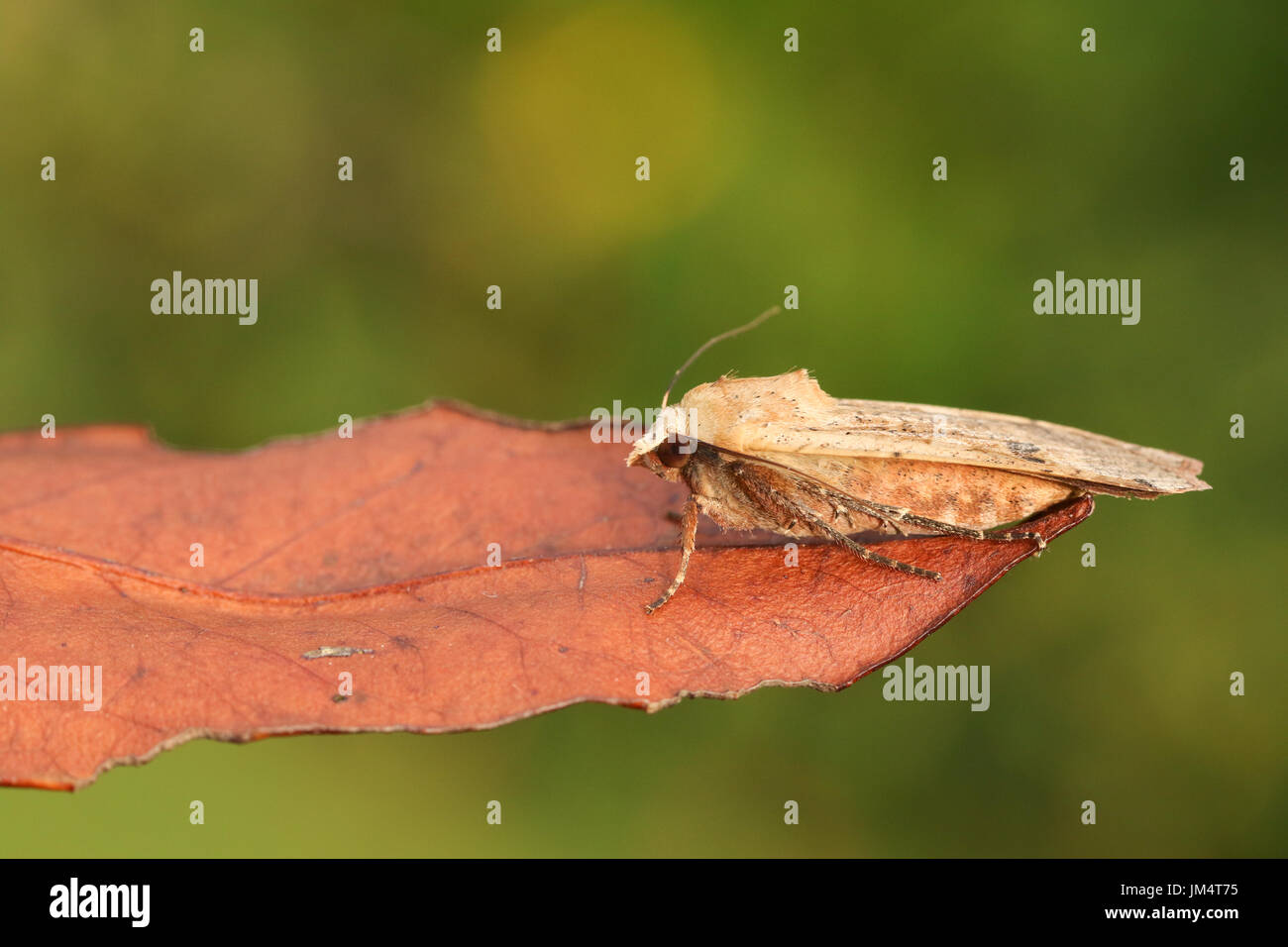 Large yellow underwing moth hi-res stock photography and images - Alamy