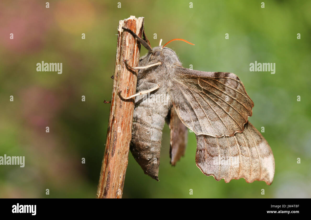 The side view of a beautiful Poplar Hawk-moth (Laothoe populi Stock ...