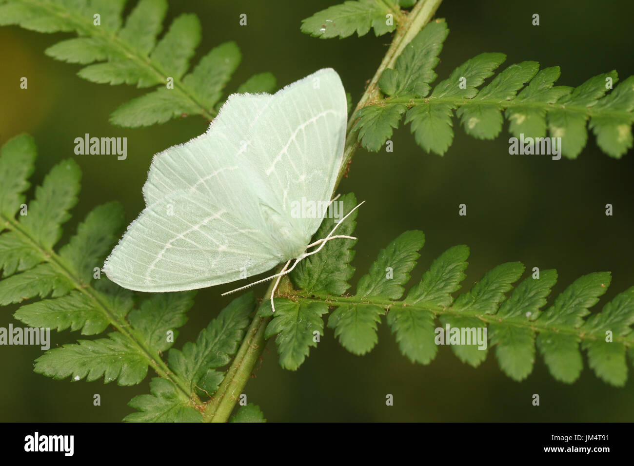 Small emerald moth hemistola chrysoprasaria hi-res stock photography ...