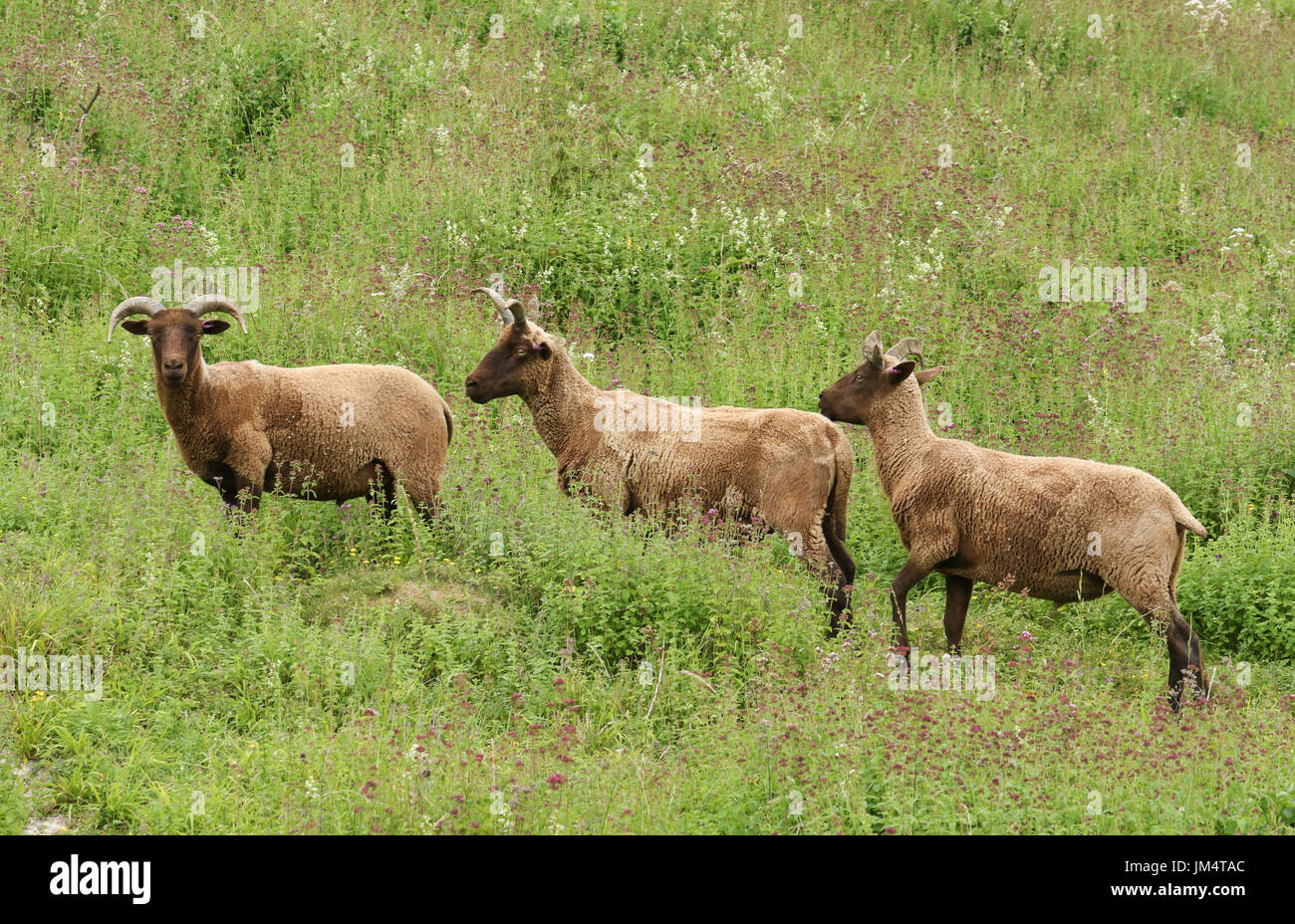 A small herd of rare breed Manx Loaghtan Sheep (Ovis aries) grazing on ...