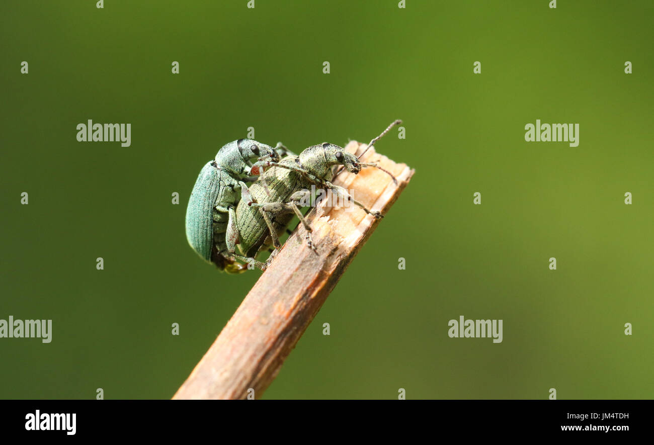 Mating pair of pretty green leaf weevil phyllobius maculicornis hi-res ...