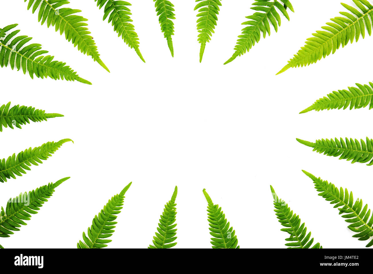 Fern branches pattern on white background Stock Photo - Alamy