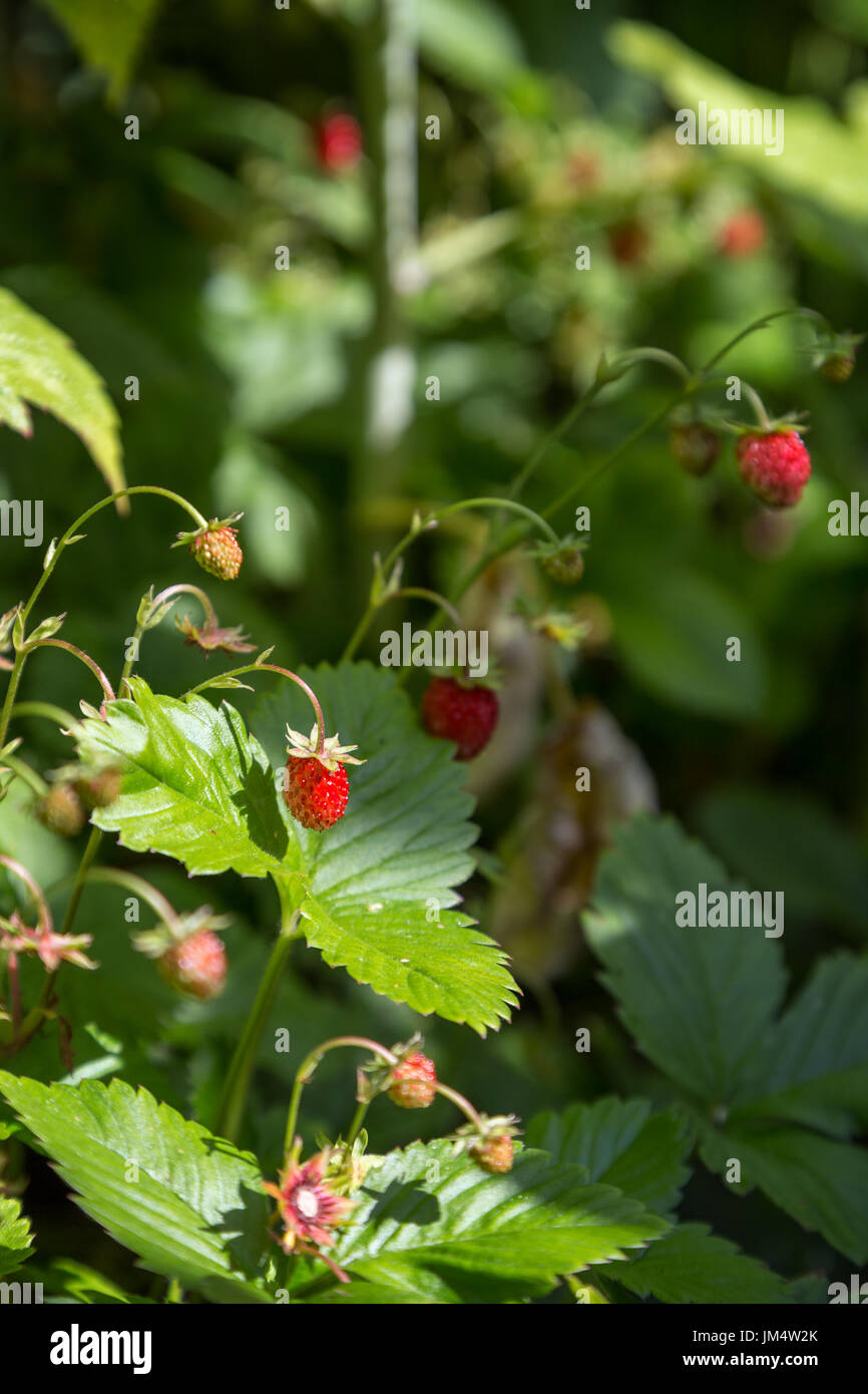 Woodland strawberry hi-res stock photography and images - Alamy