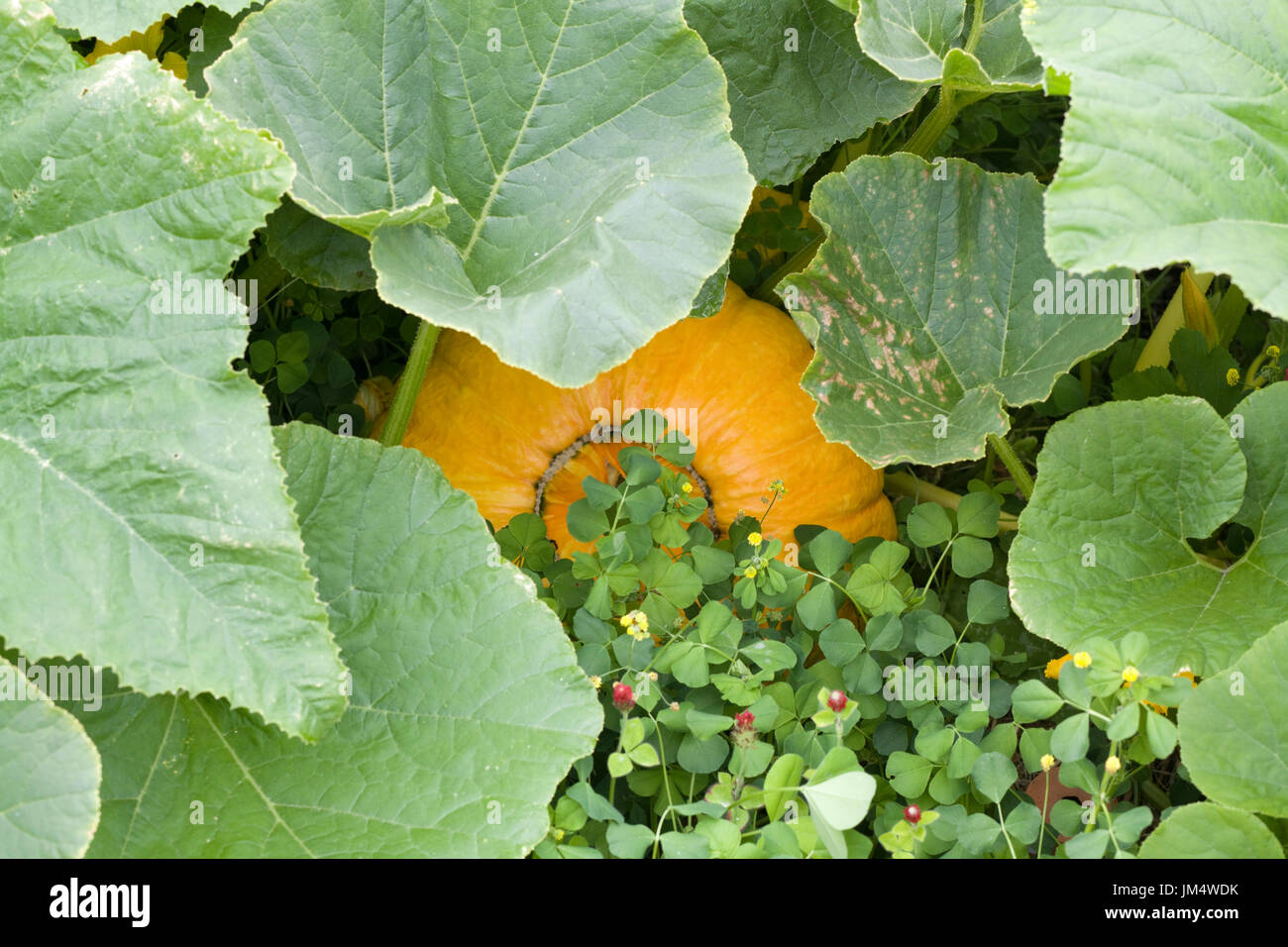 Vegetable patches in a garden hi-res stock photography and images - Alamy