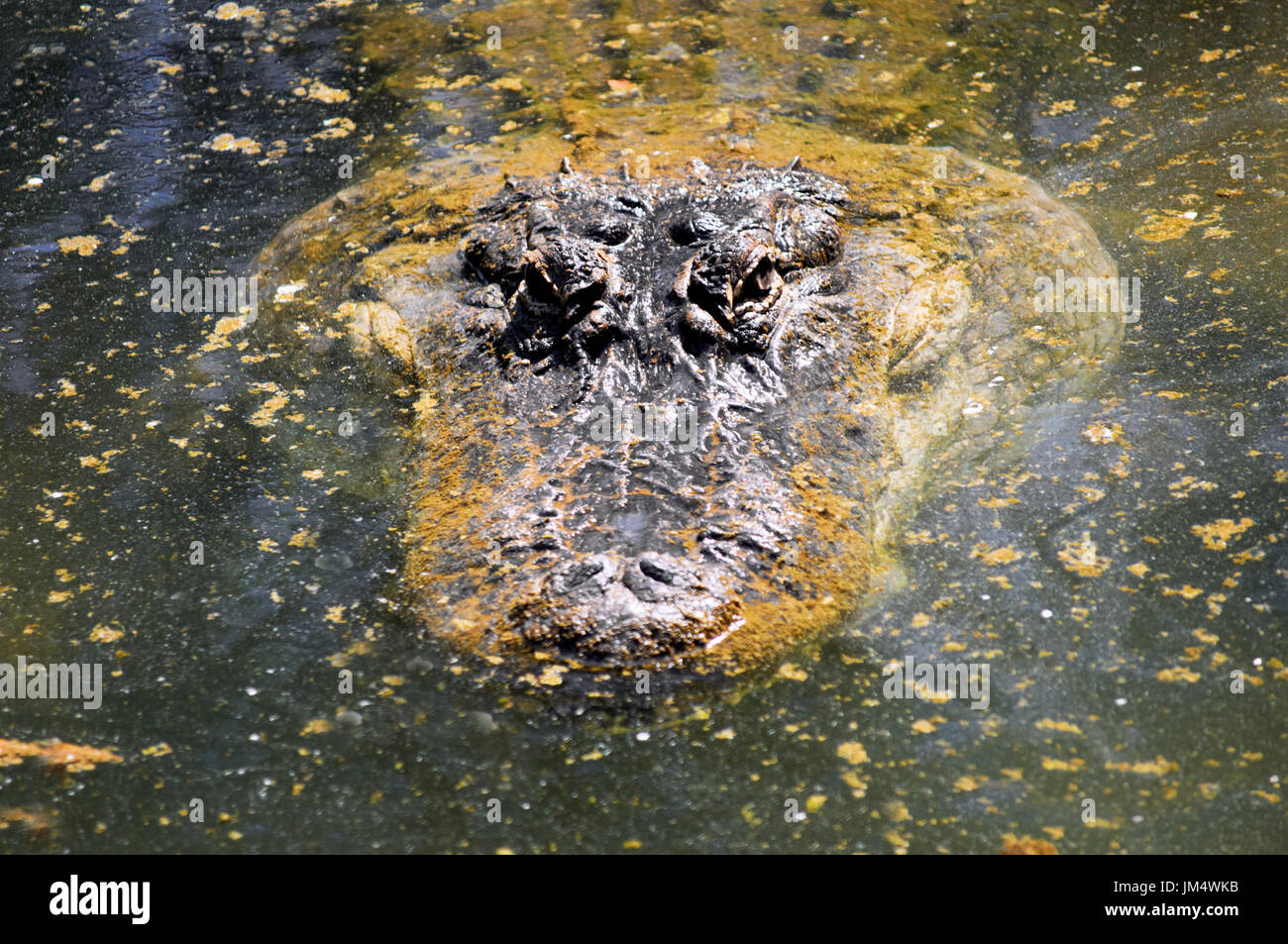 Direct eye fauna hi-res stock photography and images - Alamy
