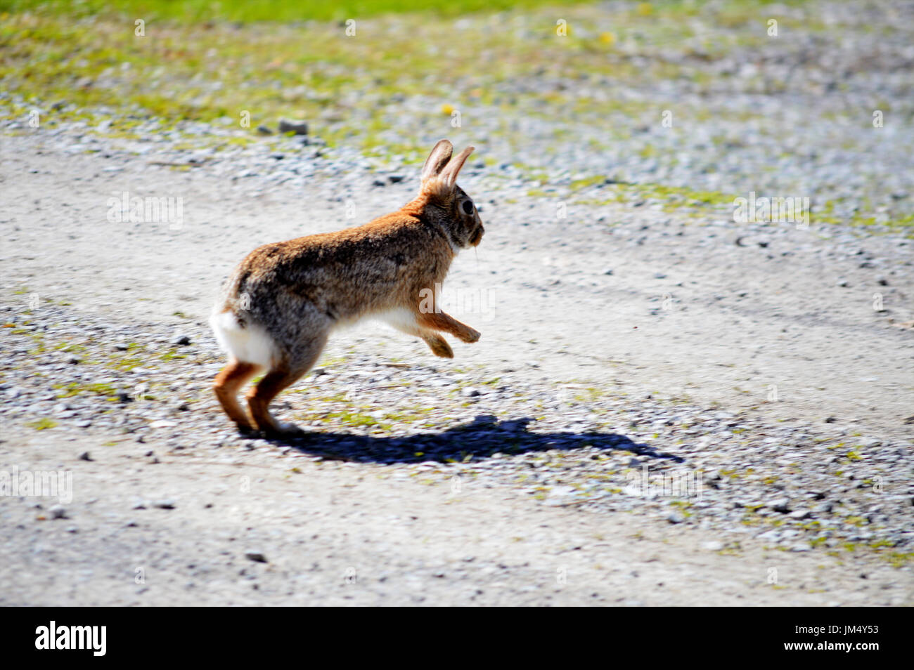 A rabbit jumping across a road in mid air Stock Photo Alamy