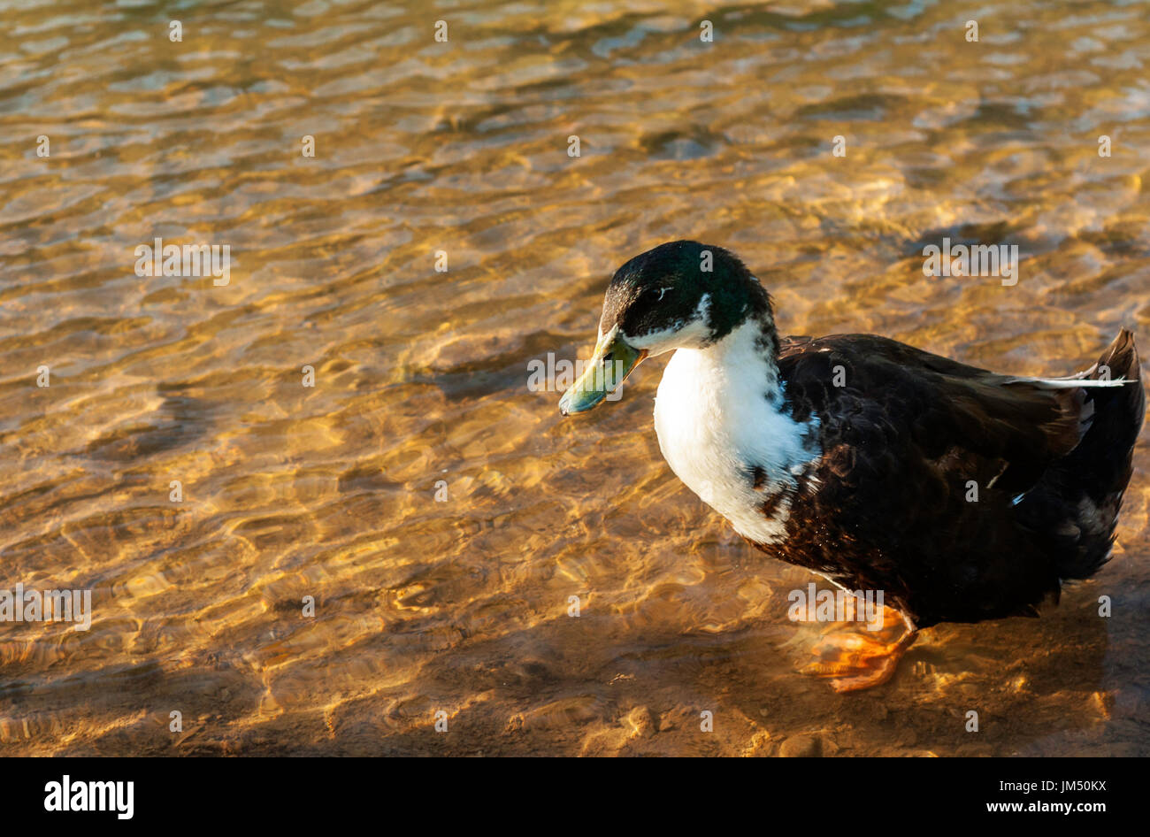 Portrait of duck sitting in lake Stock Photo - Alamy