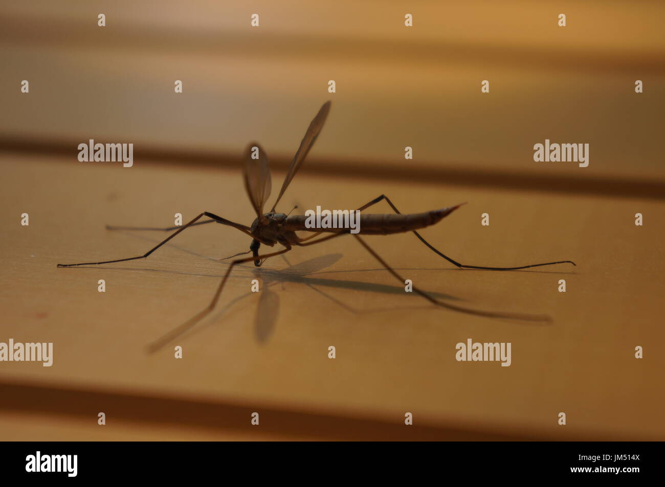 El mosquito hi-res stock photography and images - Alamy