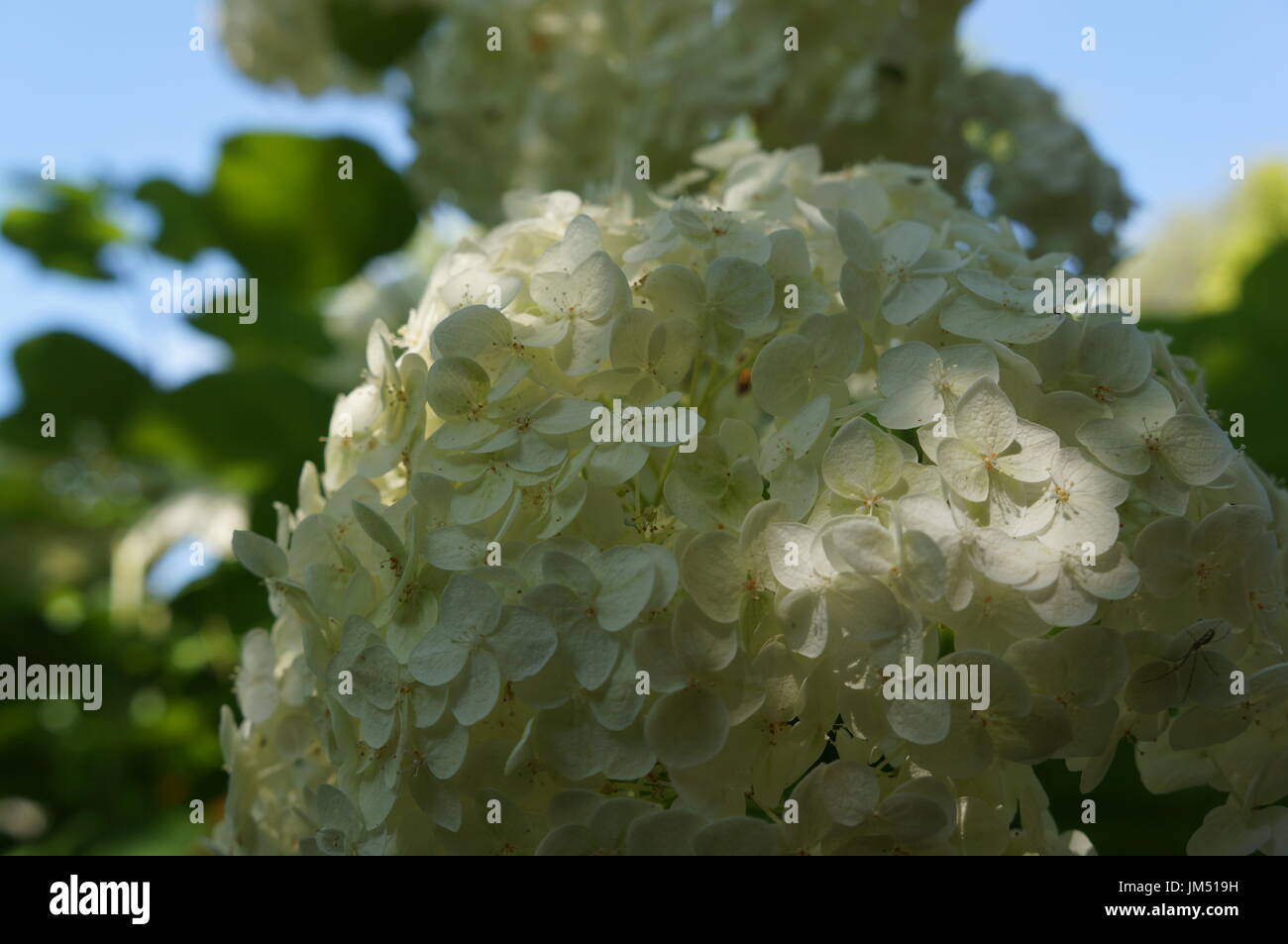 Boldness hi-res stock photography and images - Alamy