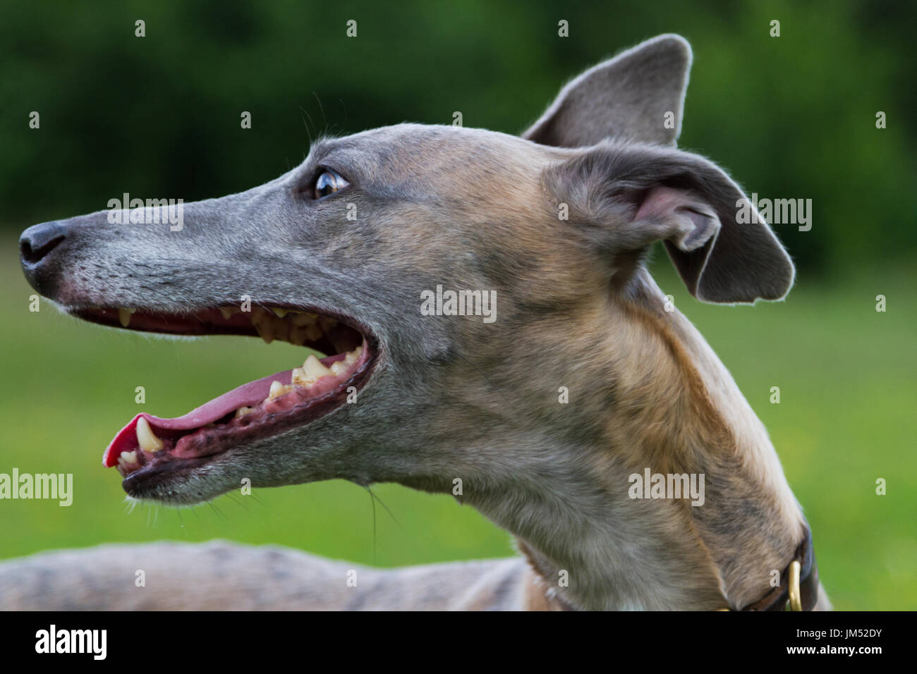 mature Blue whippet head shot Stock Photo - Alamy