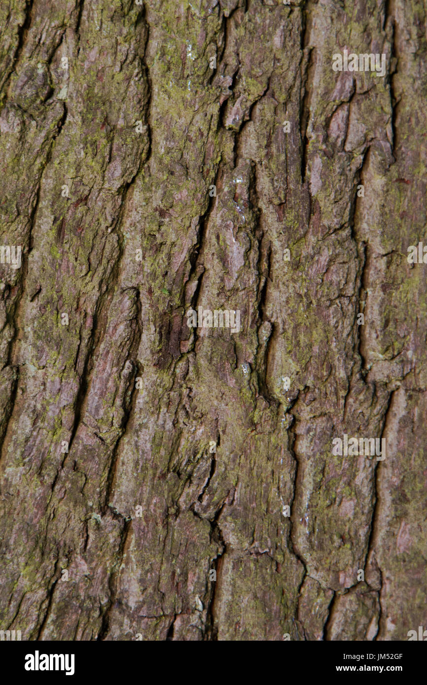 Ancient Oak Tree Bark Stock Photo - Alamy