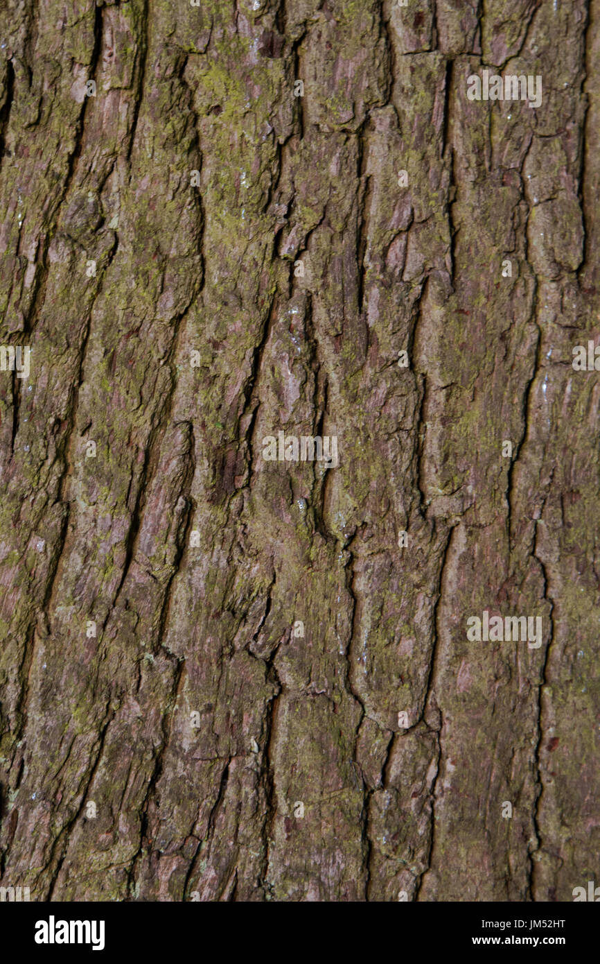 Ancient Oak Tree Bark Stock Photo - Alamy