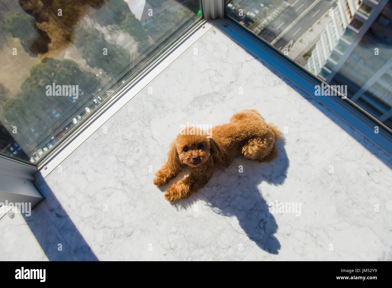Red toy poodle puppy lies on floor against window. View from high rise ...