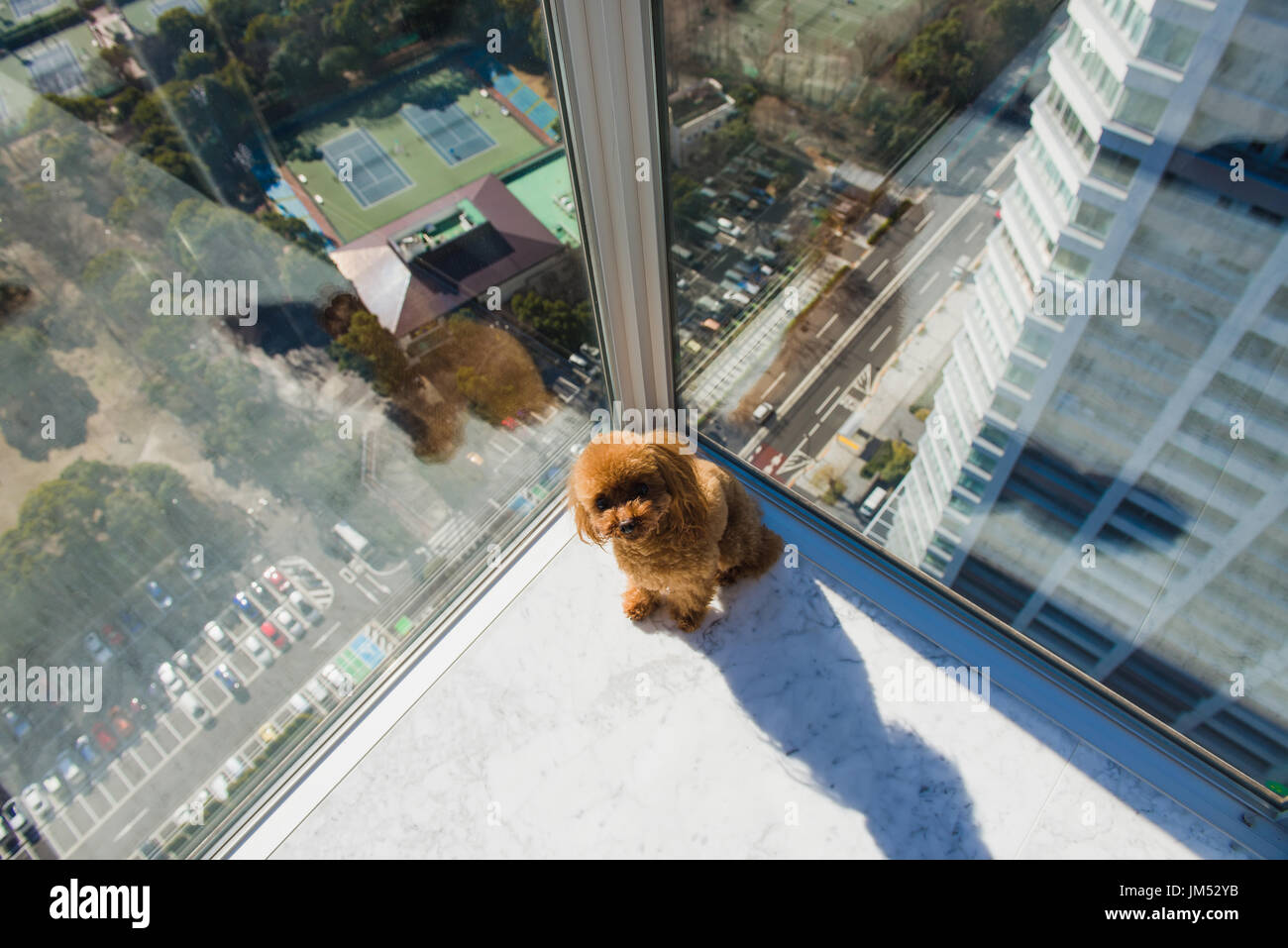 Red toy poodle puppy sitting on floor against window. Look at the ...