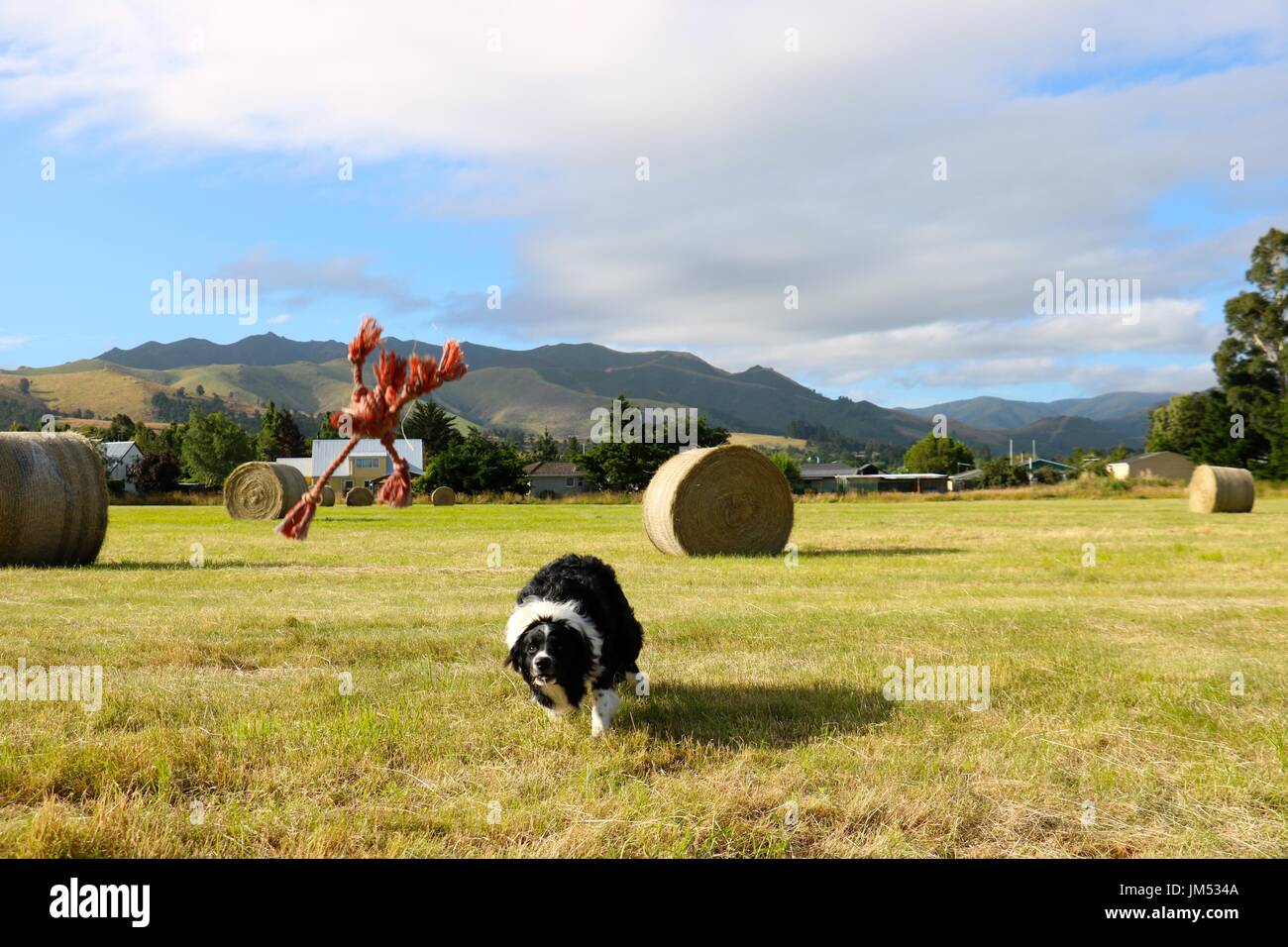 Chasing Toy High Resolution Stock Photography and Images - Alamy