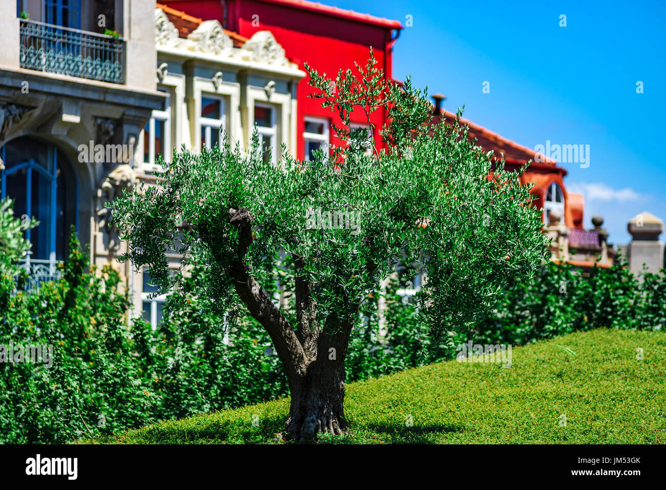 Olive center hi-res stock photography and images - Alamy