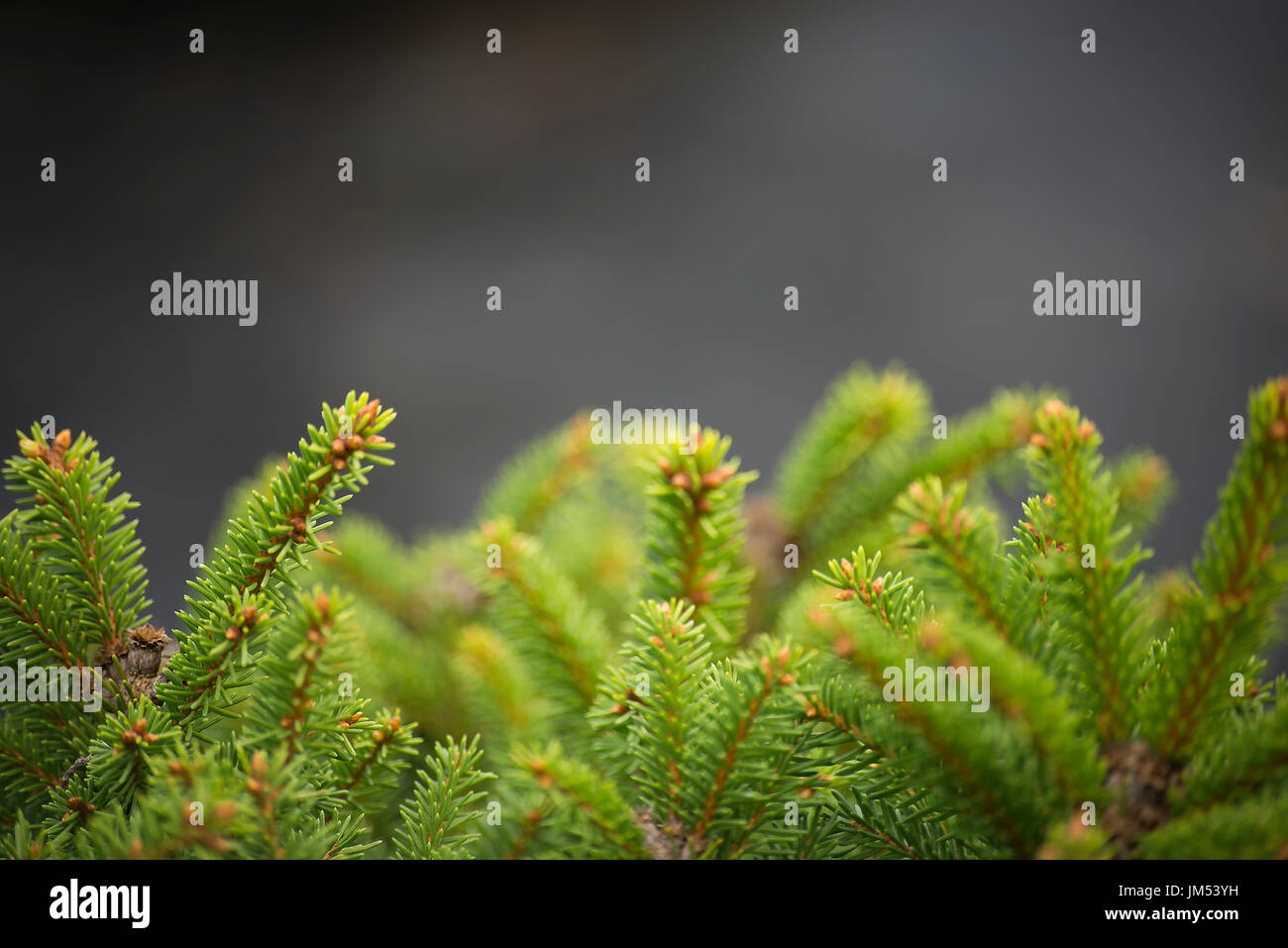 the fur-tree branch on blurred background Stock Photo - Alamy
