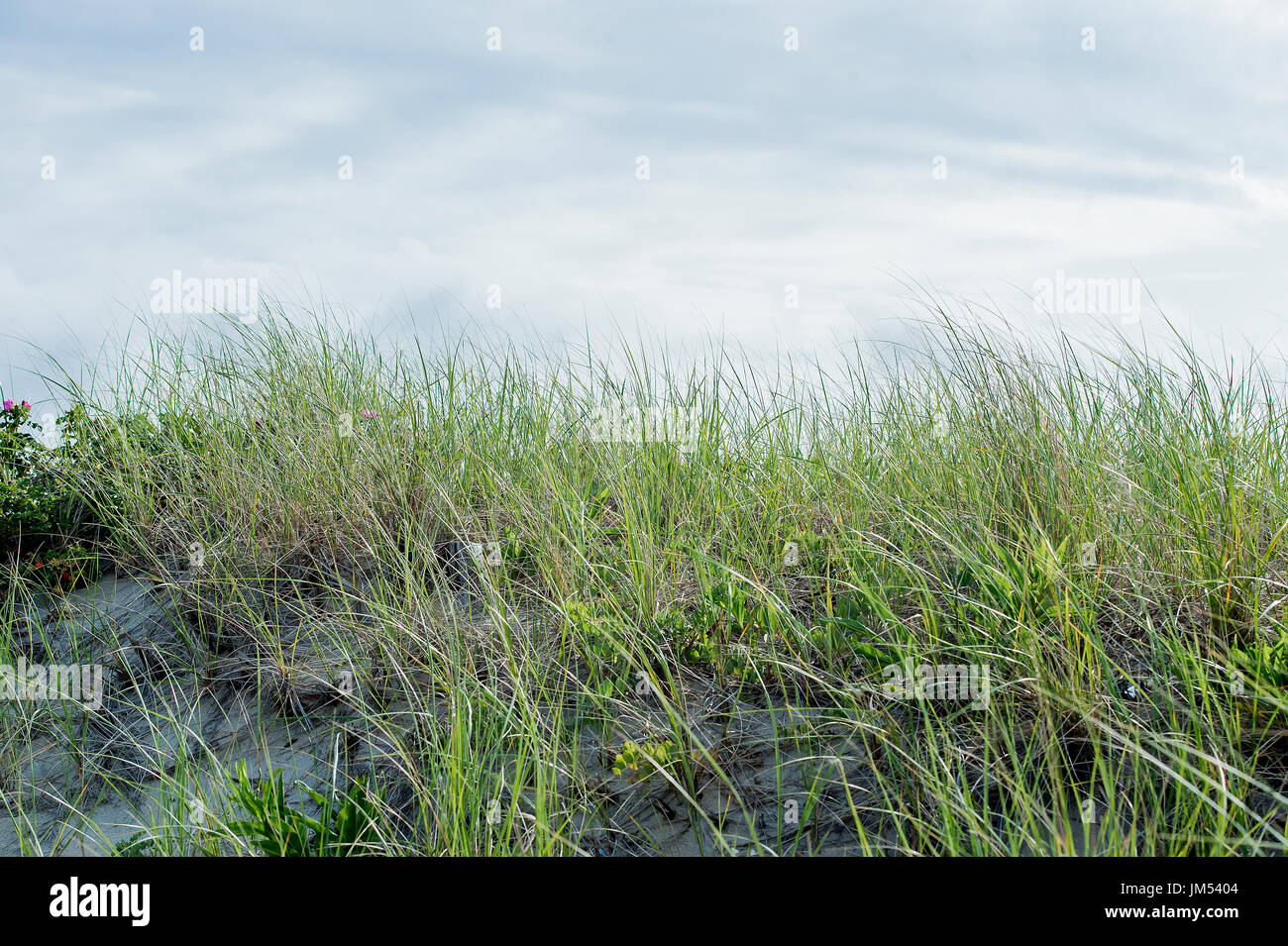 Sea grasses water hi-res stock photography and images - Alamy