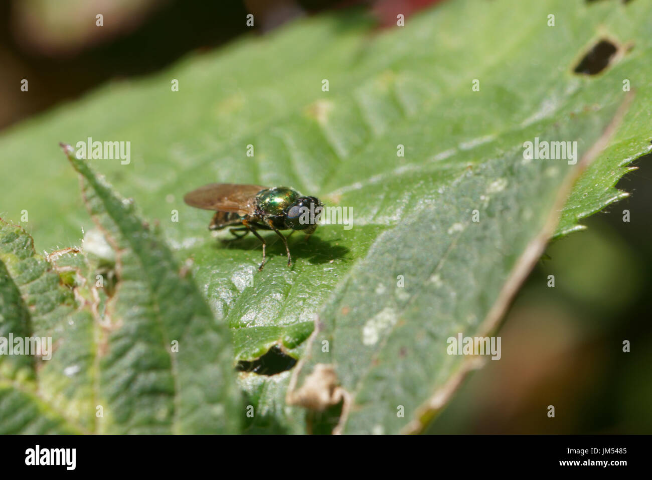 Green fly hi-res stock photography and images - Alamy