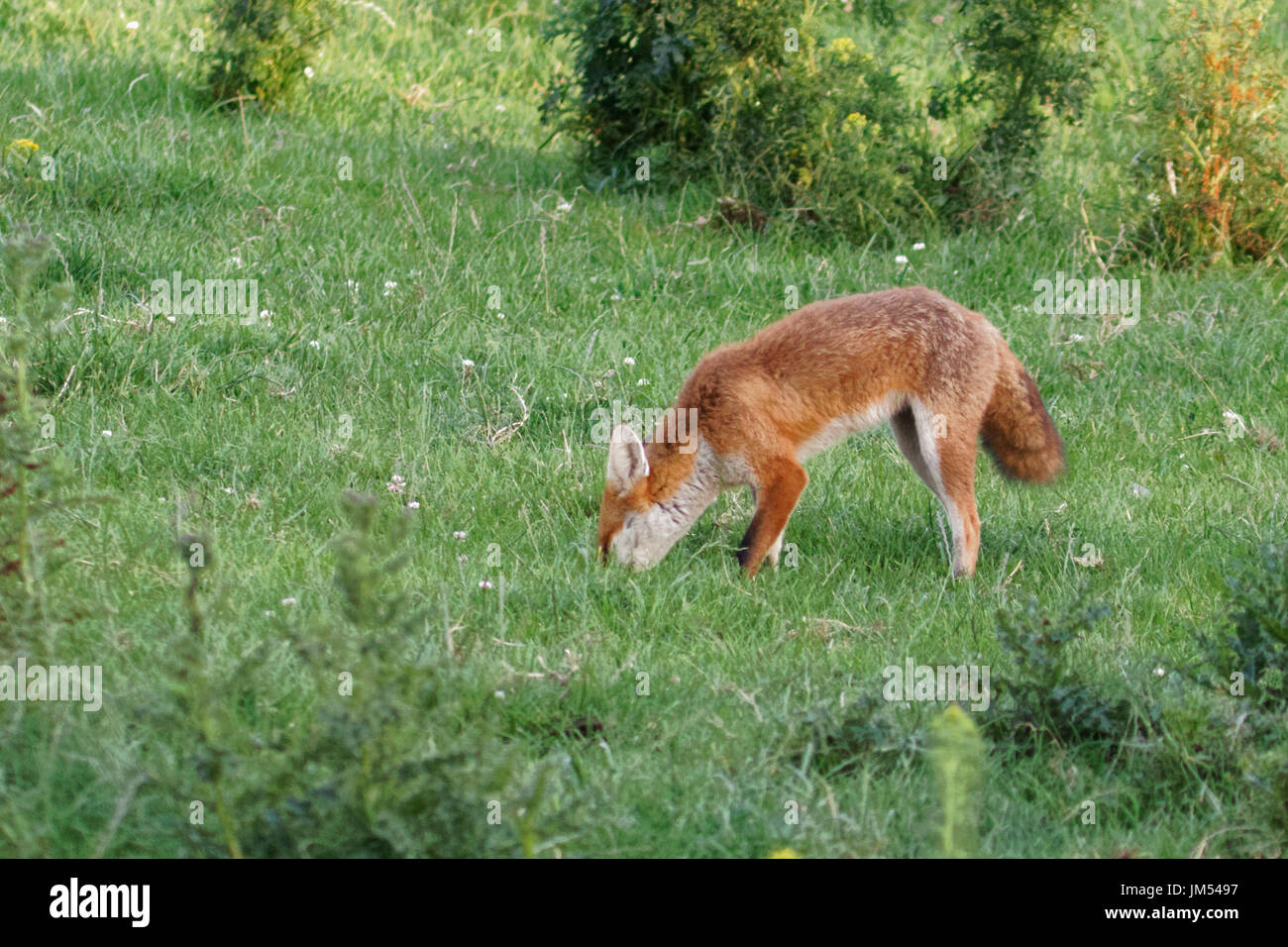 A fox, foraging in the field by my house Stock Photo - Alamy