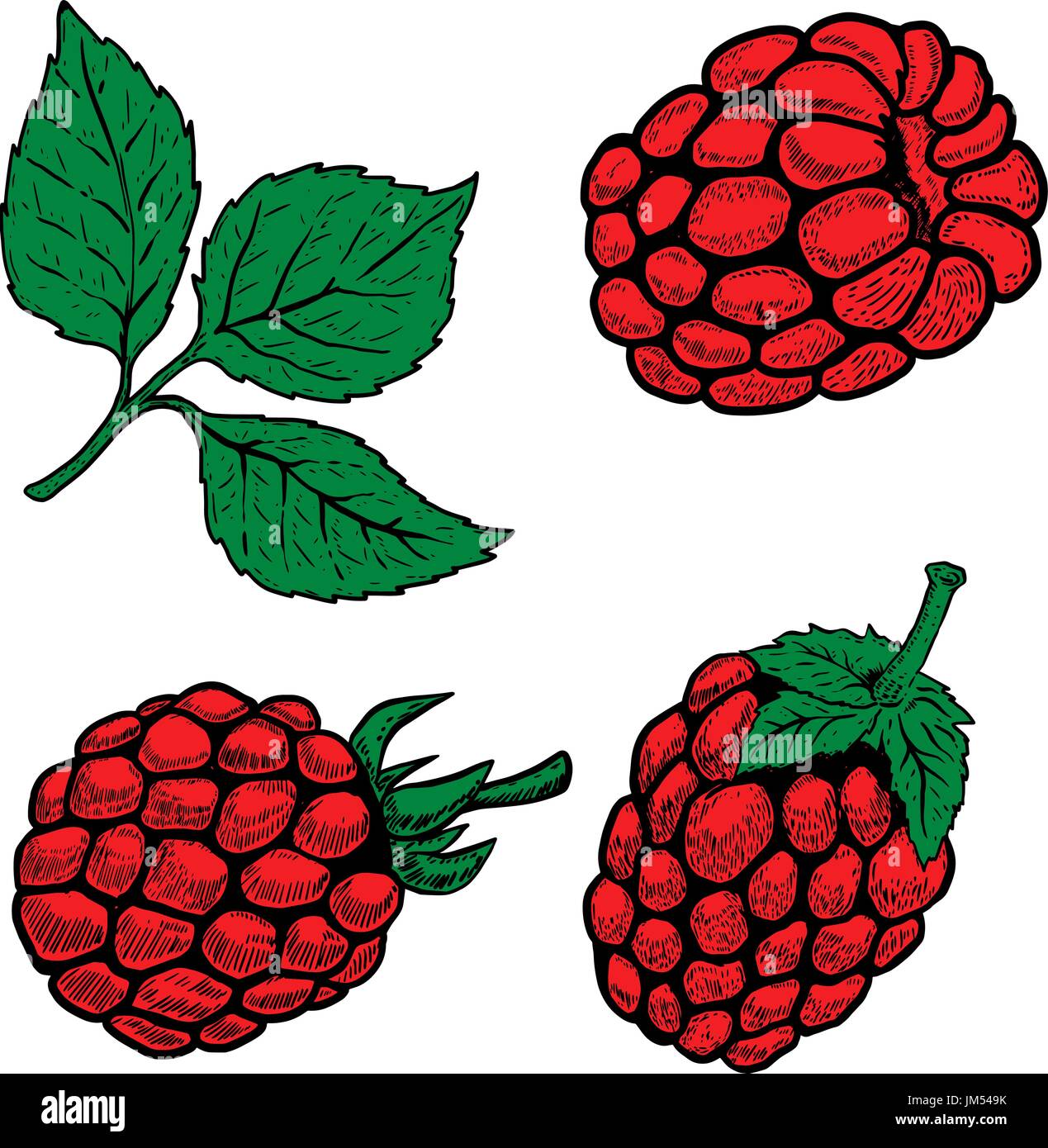 Raspberry bush harvest Stock Vector Images - Alamy