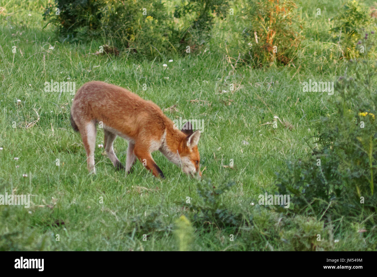 Fox foraging hi-res stock photography and images - Alamy