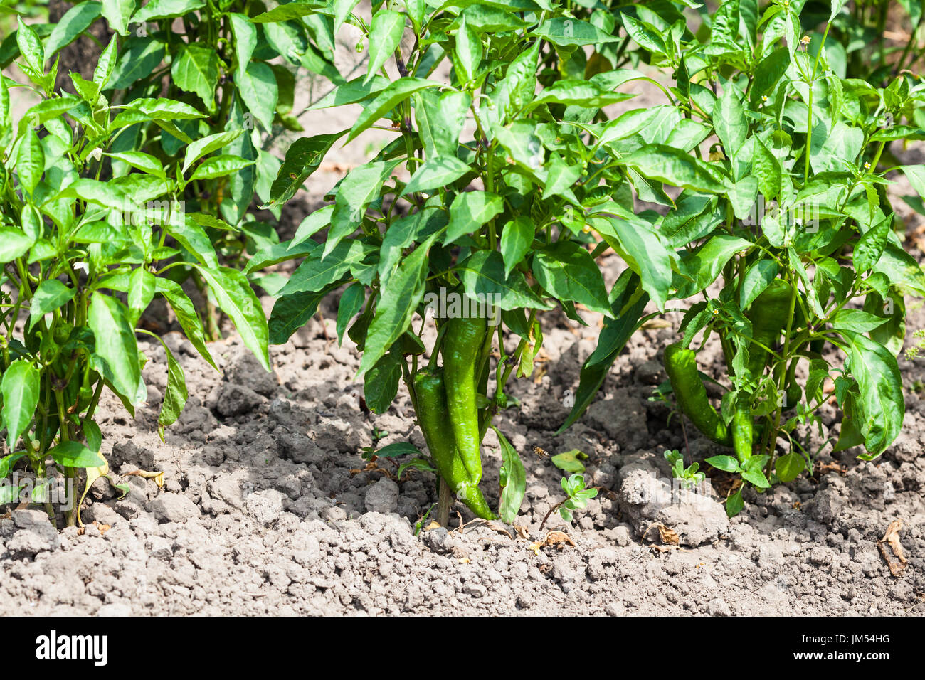 plantation of green chili pepper bushes in garden in summer season in ...