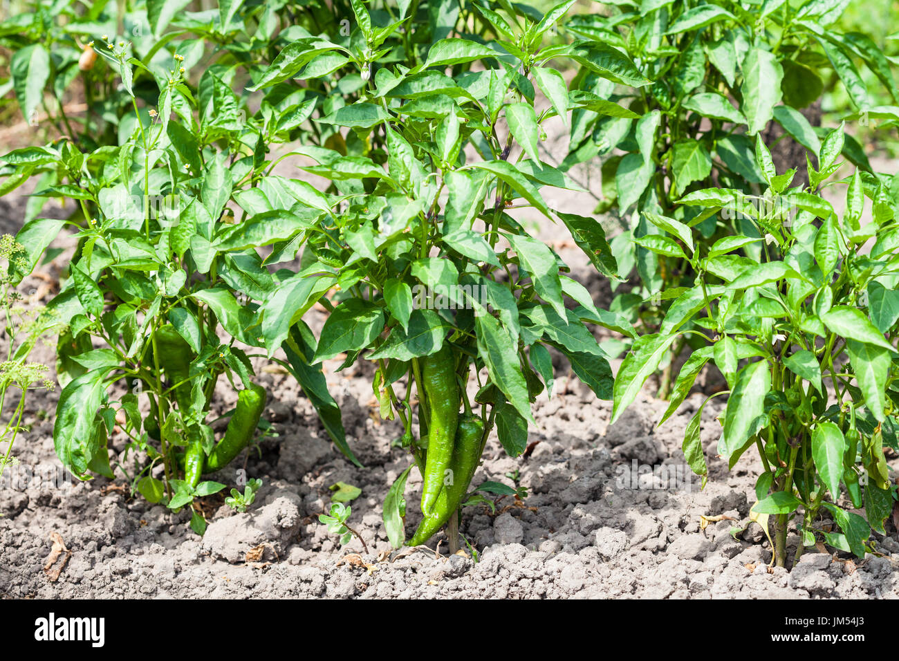 Chilli plantation hi-res stock photography and images - Alamy