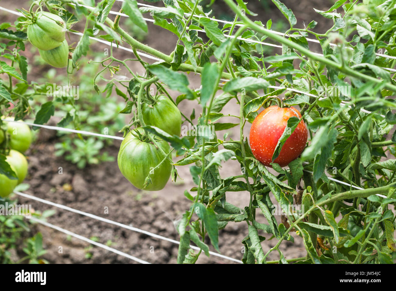 Tomato plant ripening bed hi-res stock photography and images - Alamy