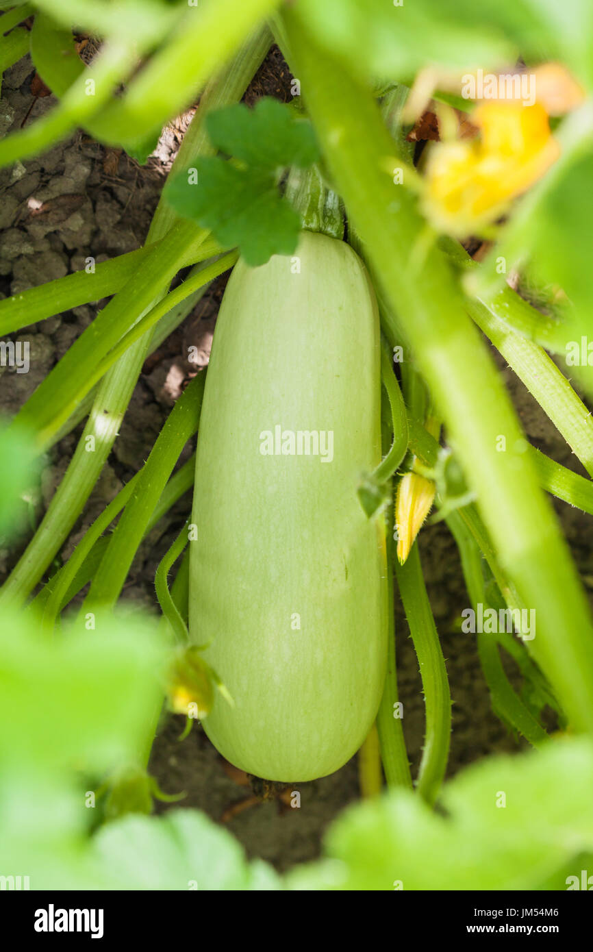 Courgette plantation hi-res stock photography and images - Alamy