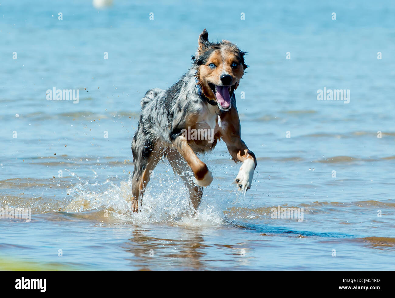 gorgeous tri color merle blue eyed Australian Shepherd running and ...