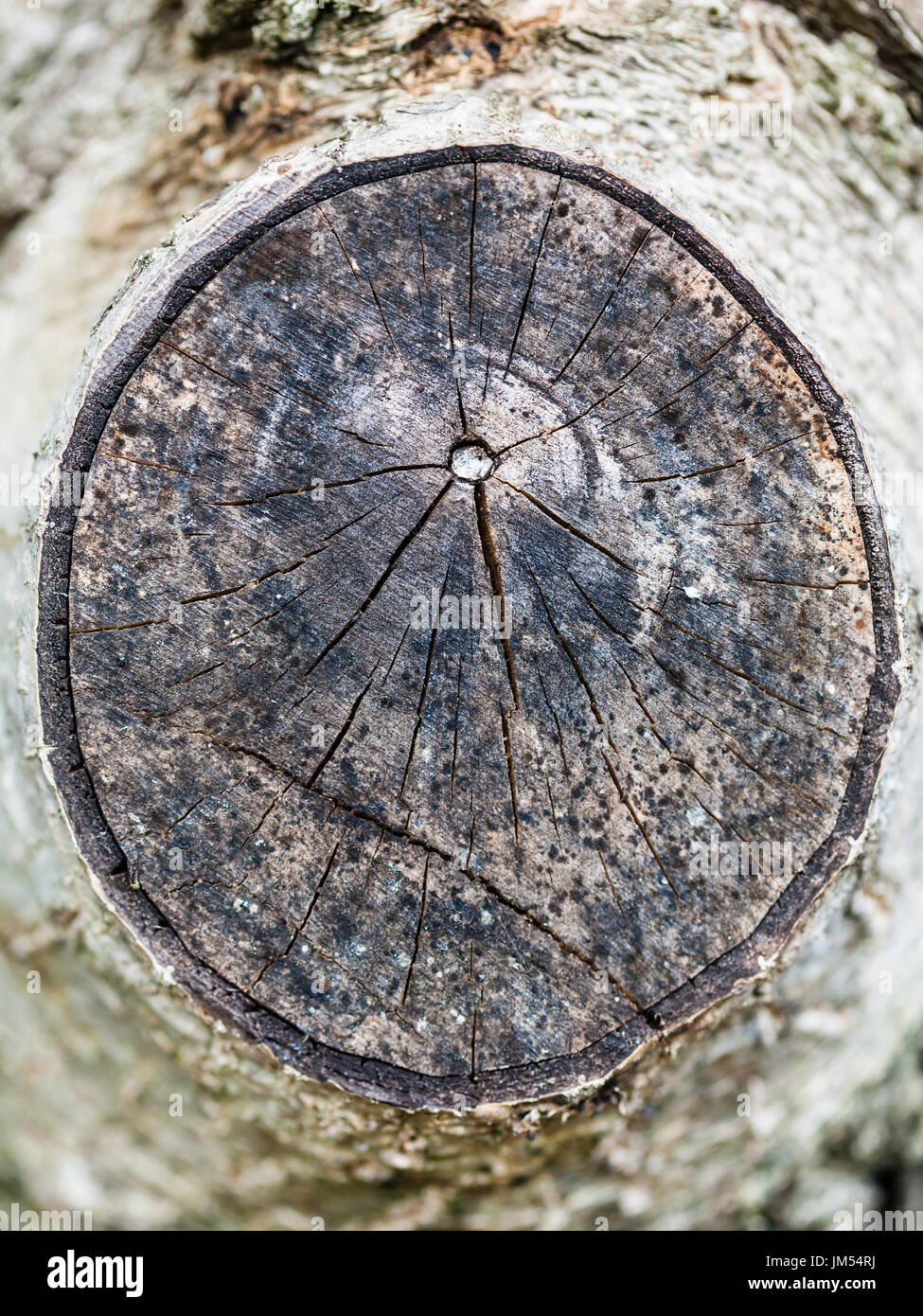 Walnut Log Cross Section