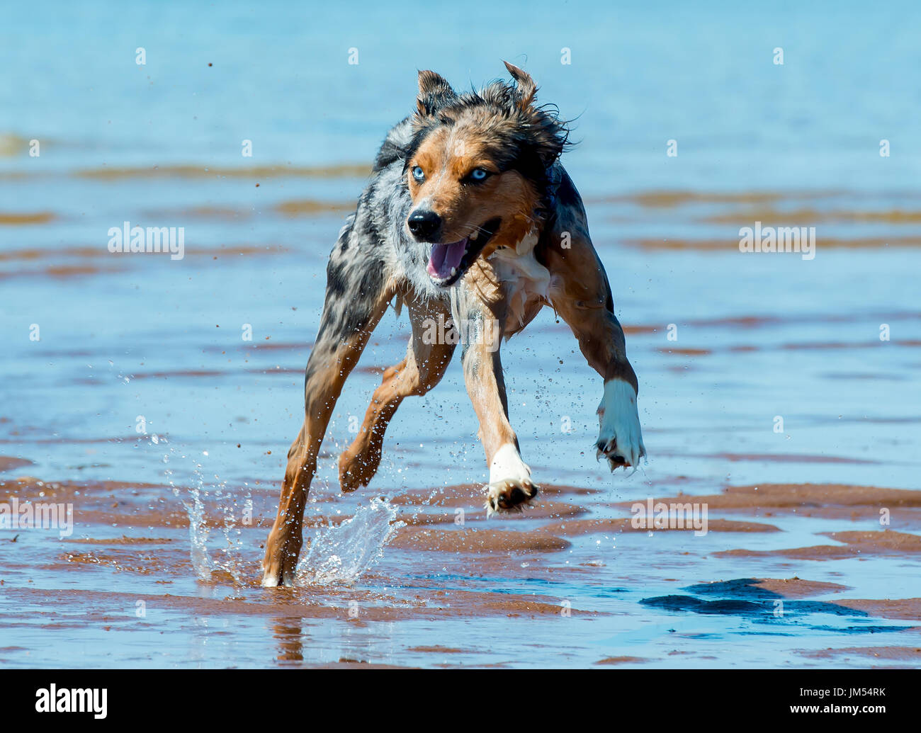 gorgeous tri color merle blue eyed Australian Shepherd running and ...