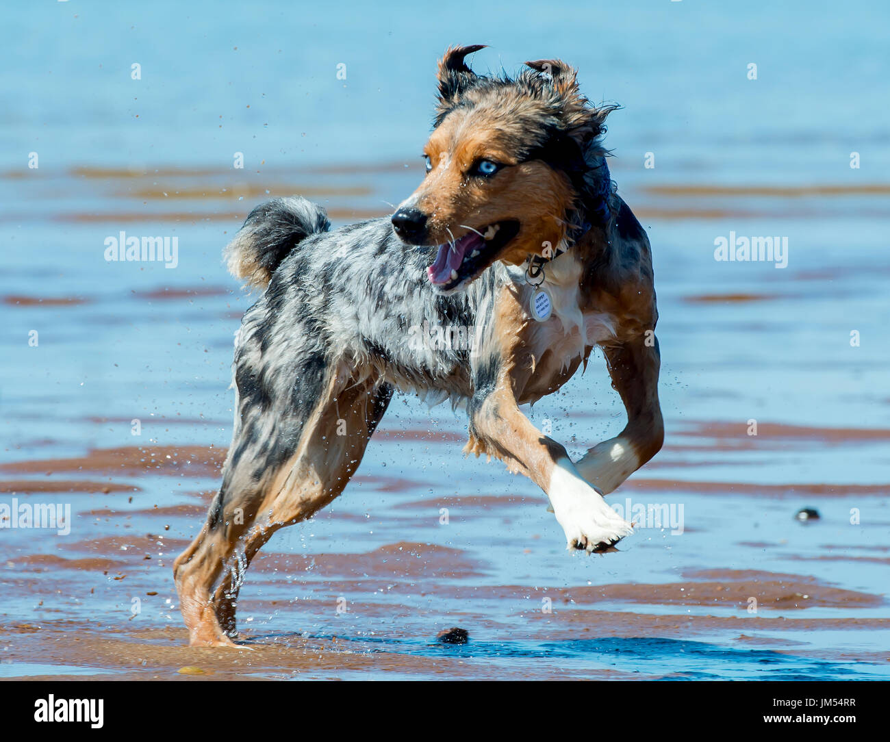 gorgeous tri color merle blue eyed Australian Shepherd running and ...