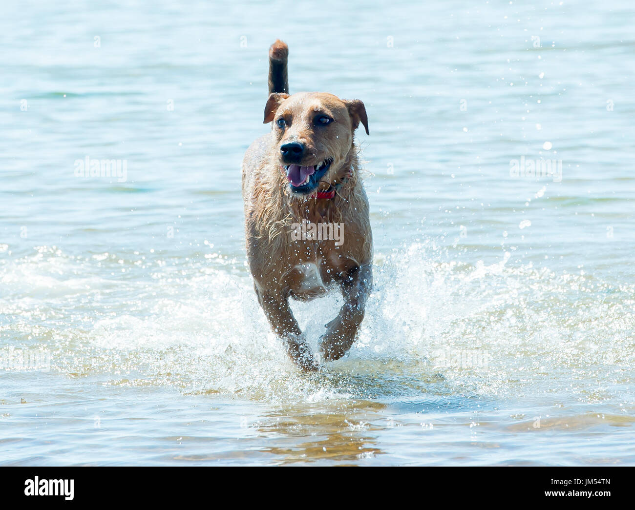 brown dog running on beach Stock Photo - Alamy