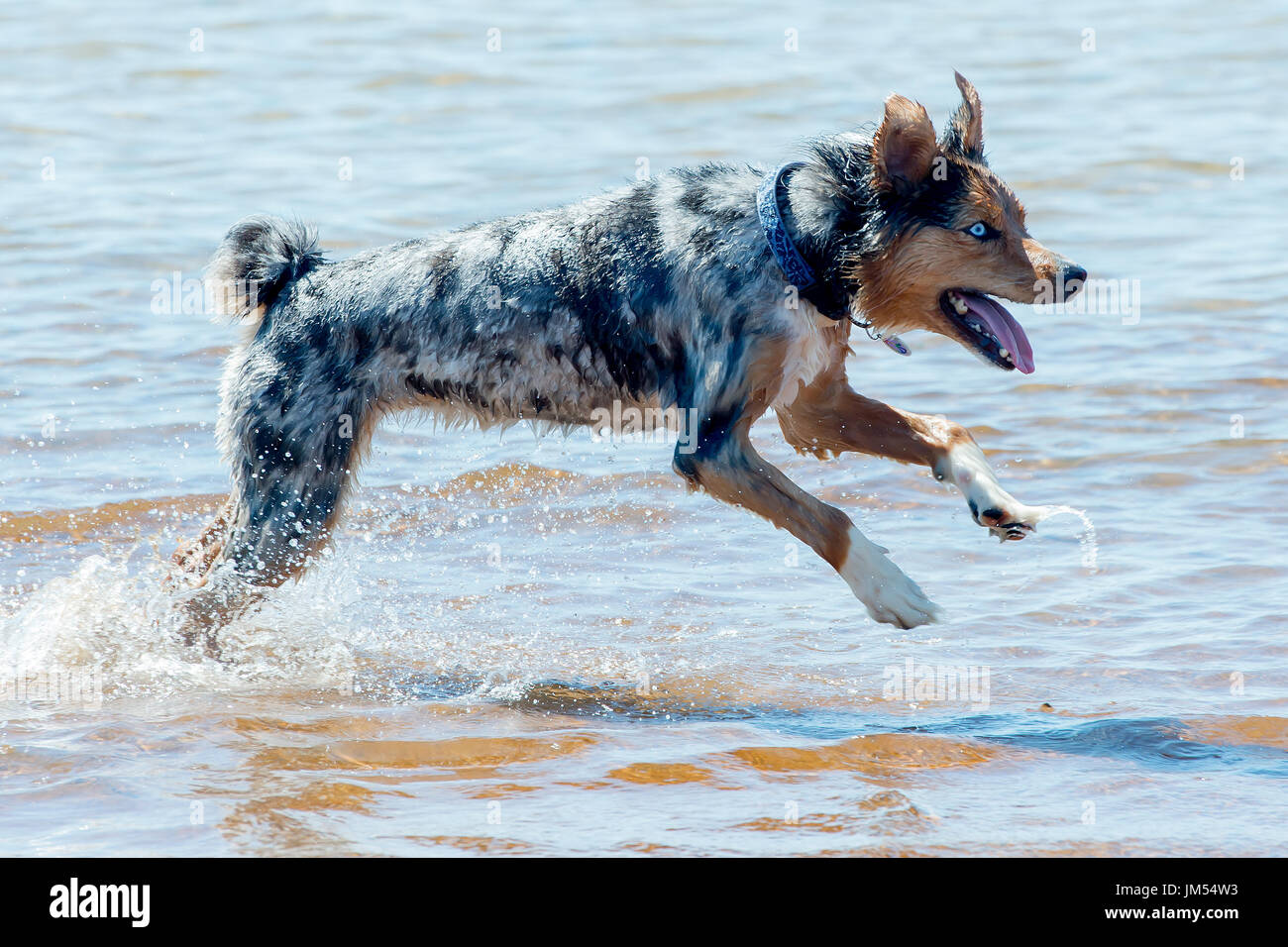 Stunning blue eyed Australian Shepherd dog running through shallow ...