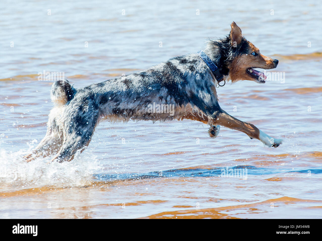 gorgeous tri color merle blue eyed Australian Shepherd running and ...
