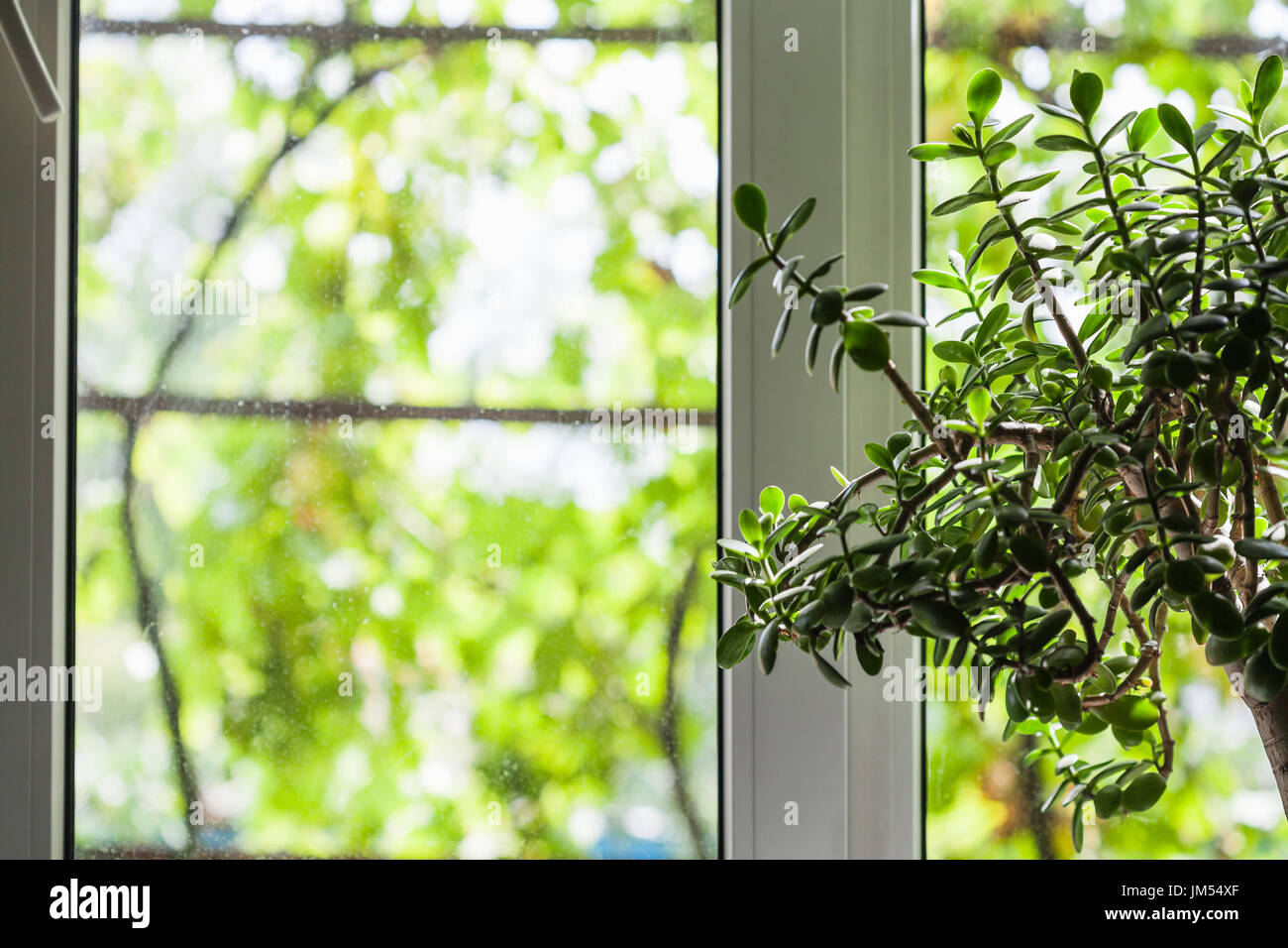 houseplant near window of country house and view through the window of ...
