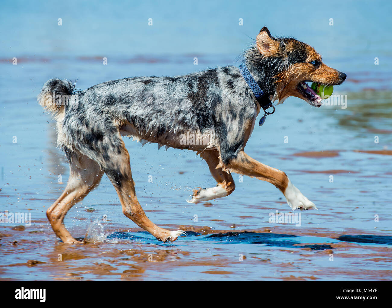 Beautiful, stunning tri color Australian Shepherd dog running and ...