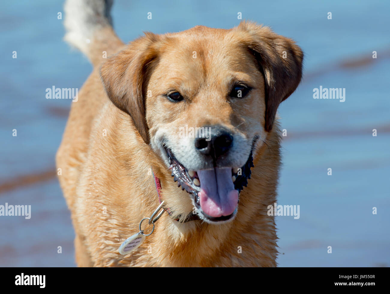 Labrador lying in the sun hi-res stock photography and images - Alamy
