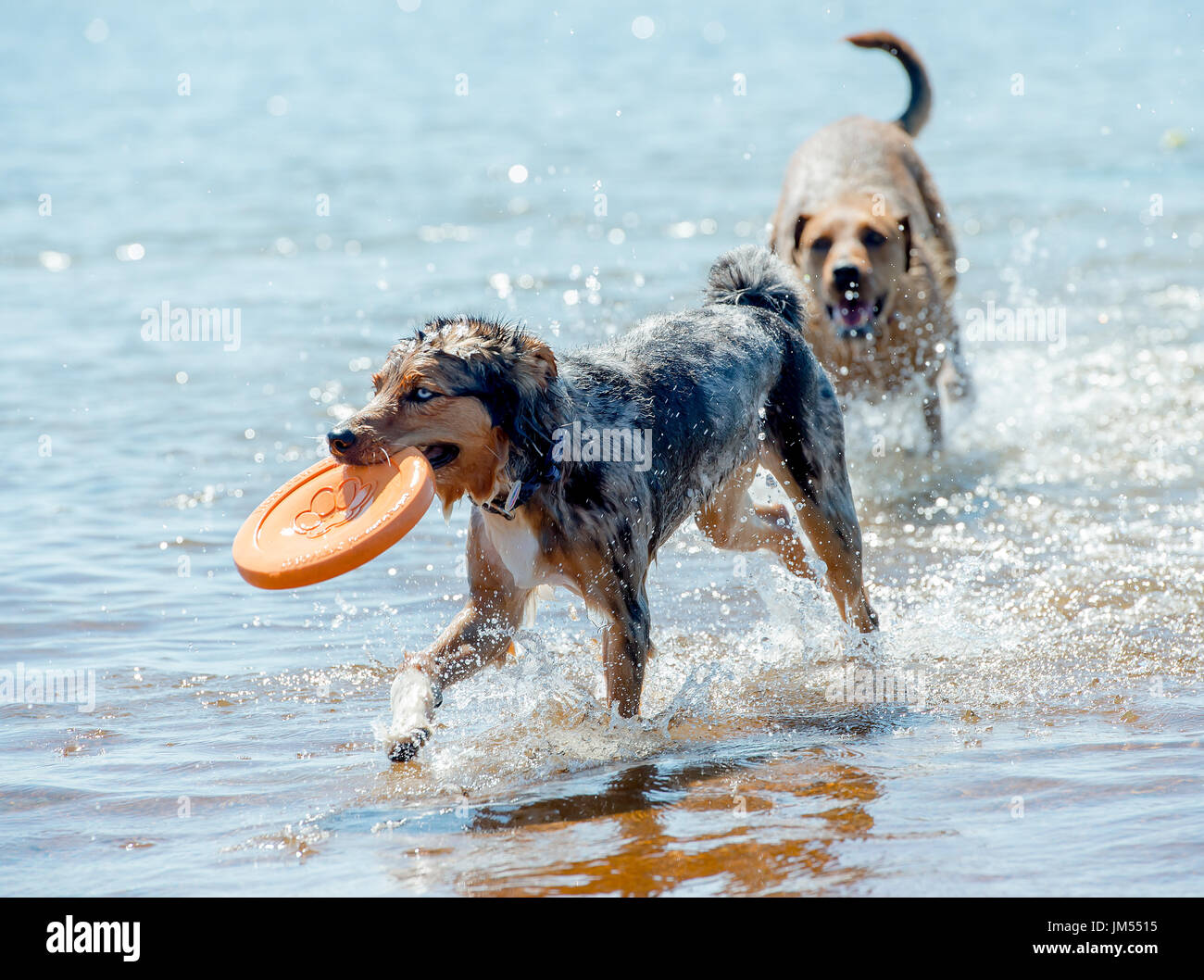 Happy dogs playing and running on the beach in shallow water on sunny ...