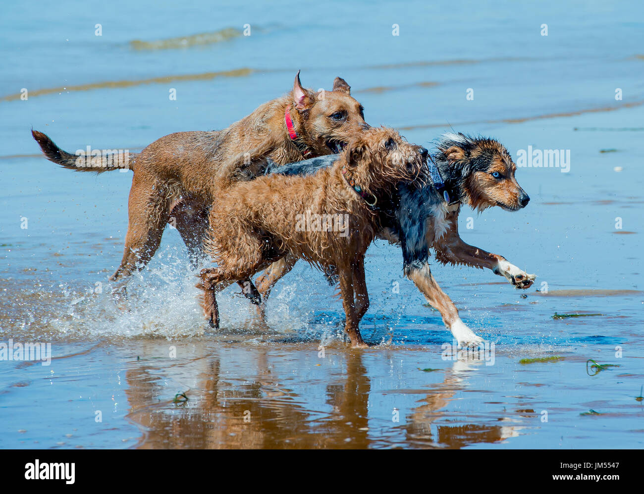 Happy dogs playing and running on the beach in shallow water on sunny ...